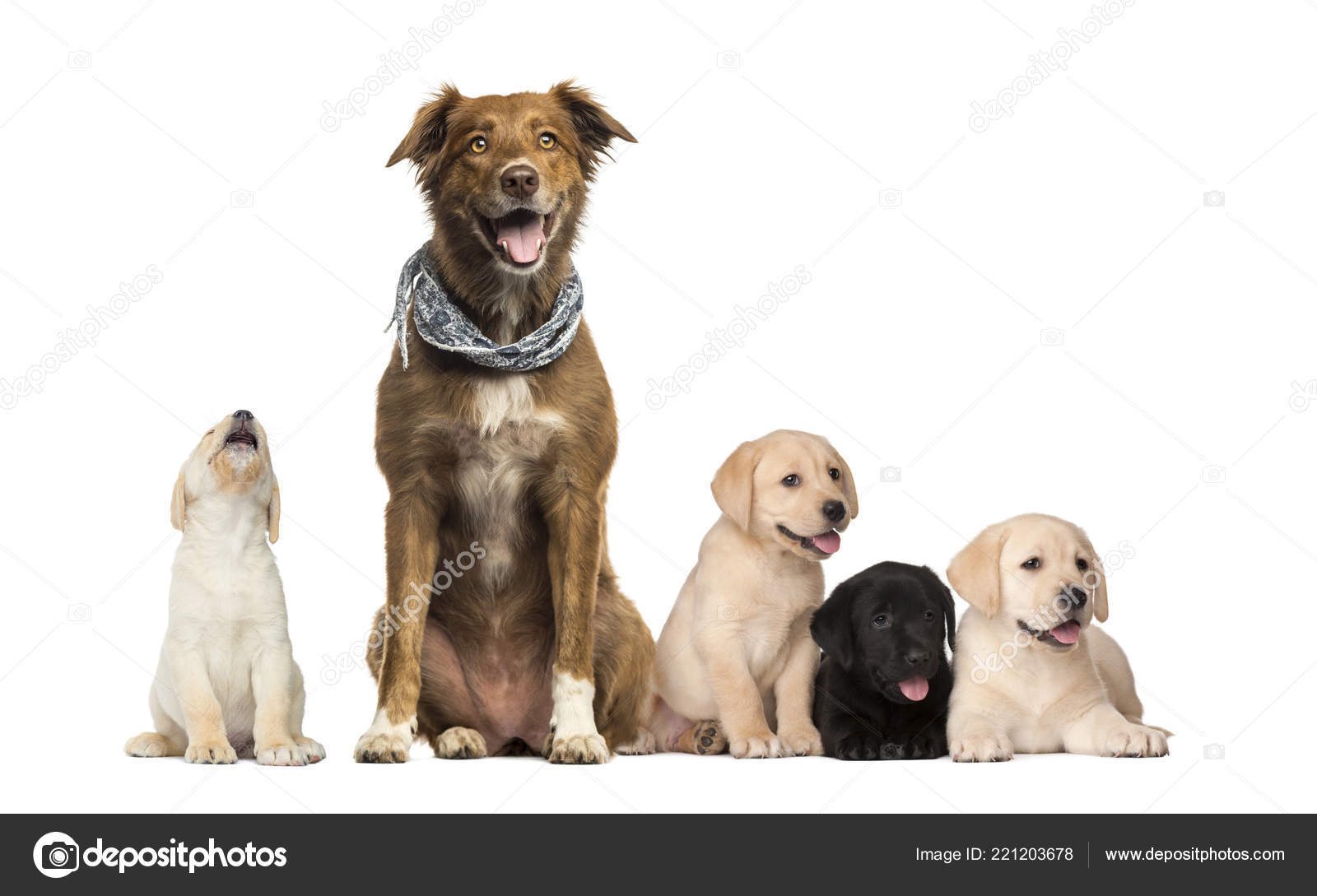 Australian Labrador Puppies