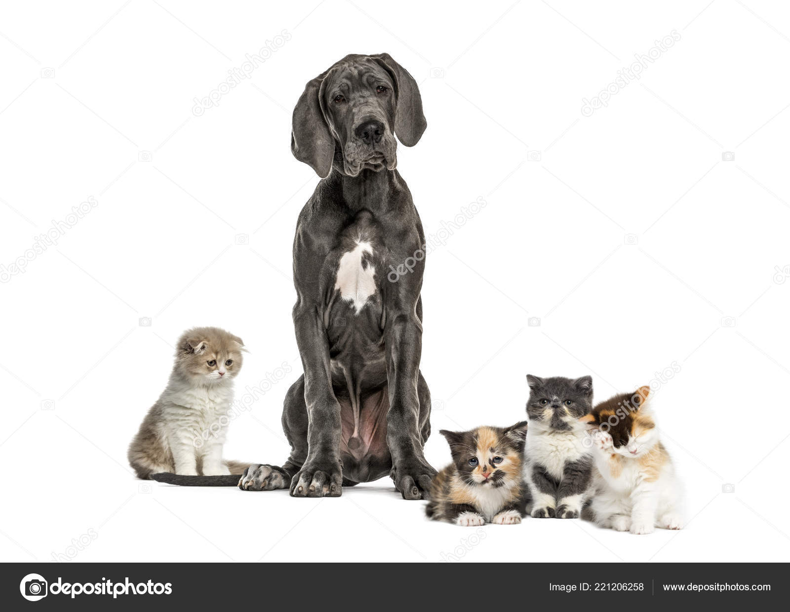 Great Dane And Cat