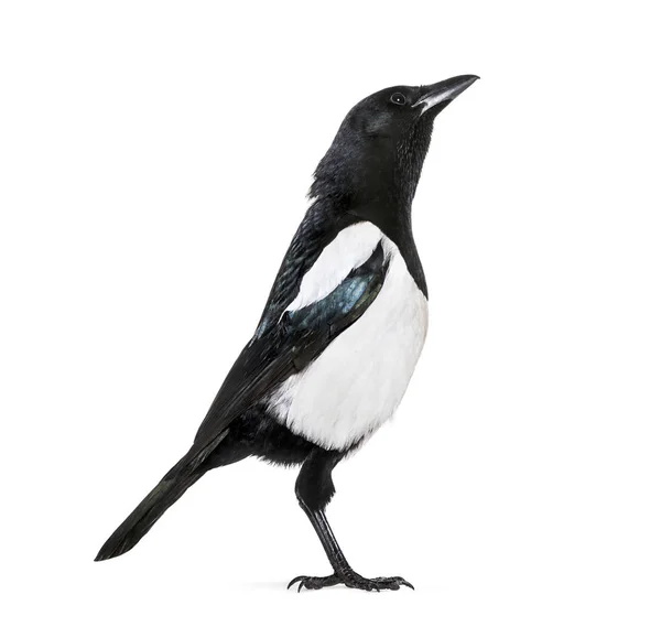 Common Magpie Pica Pica Spreading Wings Take Front White Background ...