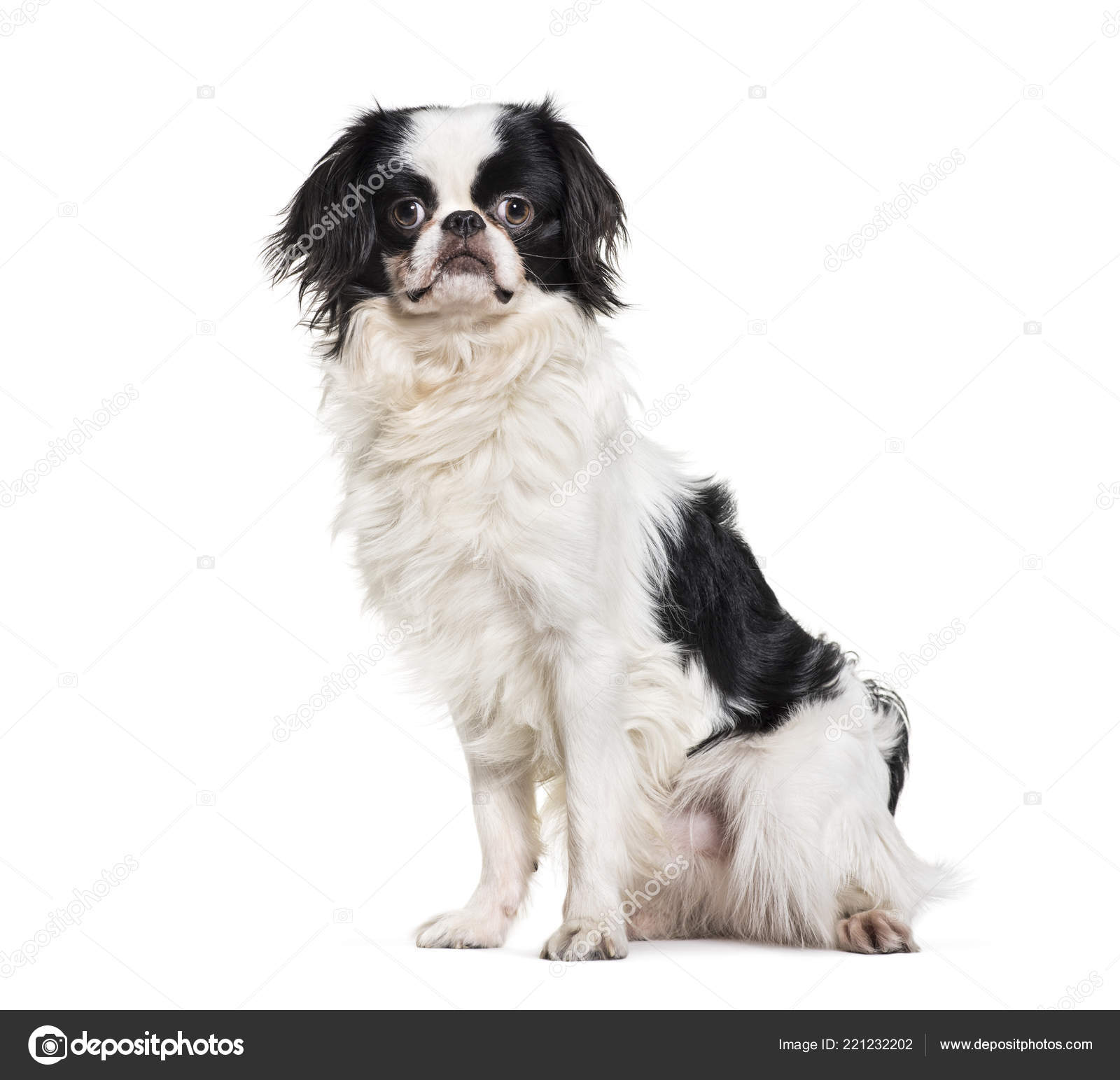 Can A American Cocker Spaniel And A Japanese Chin Be Friends