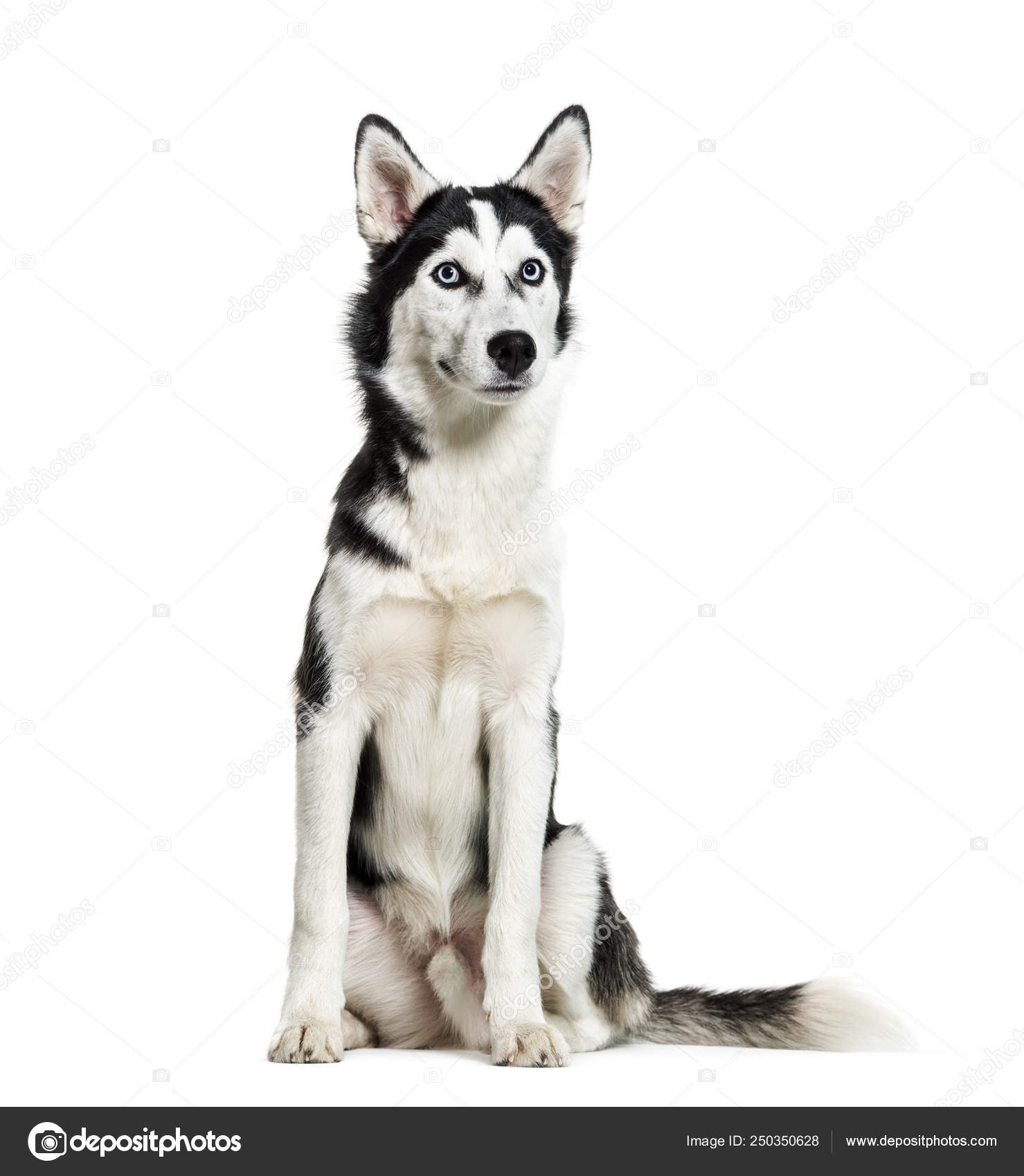 How Tall Are Huskies At 6 Months