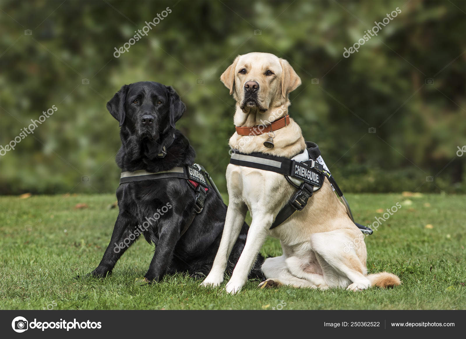 Guide dogs, Labrador Retrievers, 7 and 2 years old, in park — Stock ...