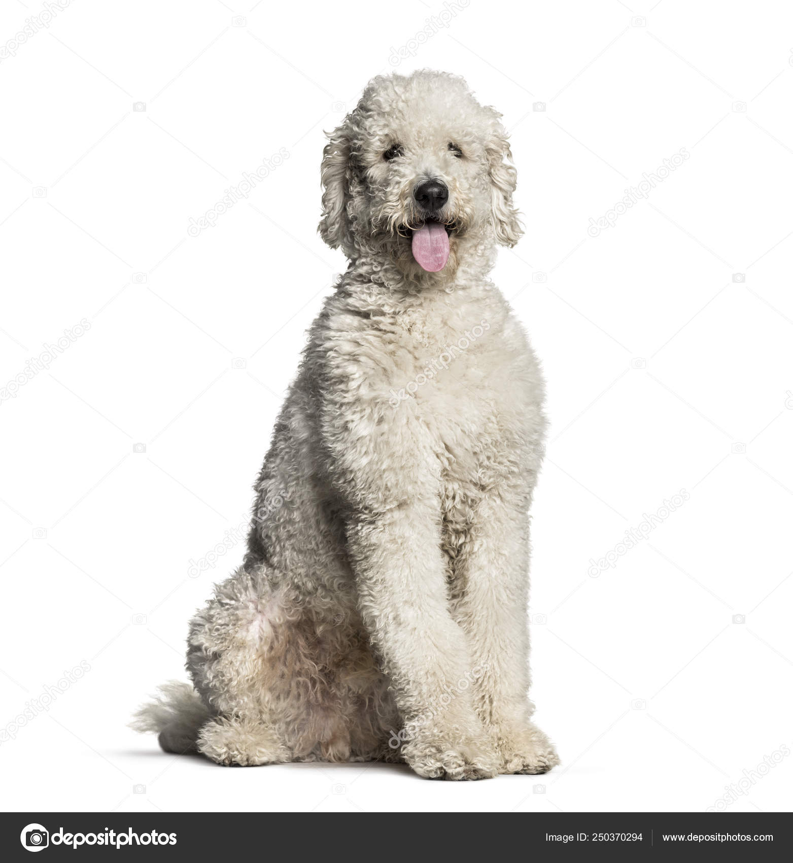 Baby White Labradoodle