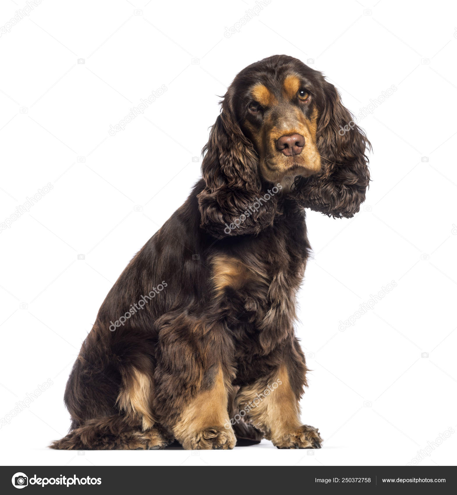 Sussex Cocker Spaniel | ppgbbe.intranet.biologia.ufrj.br