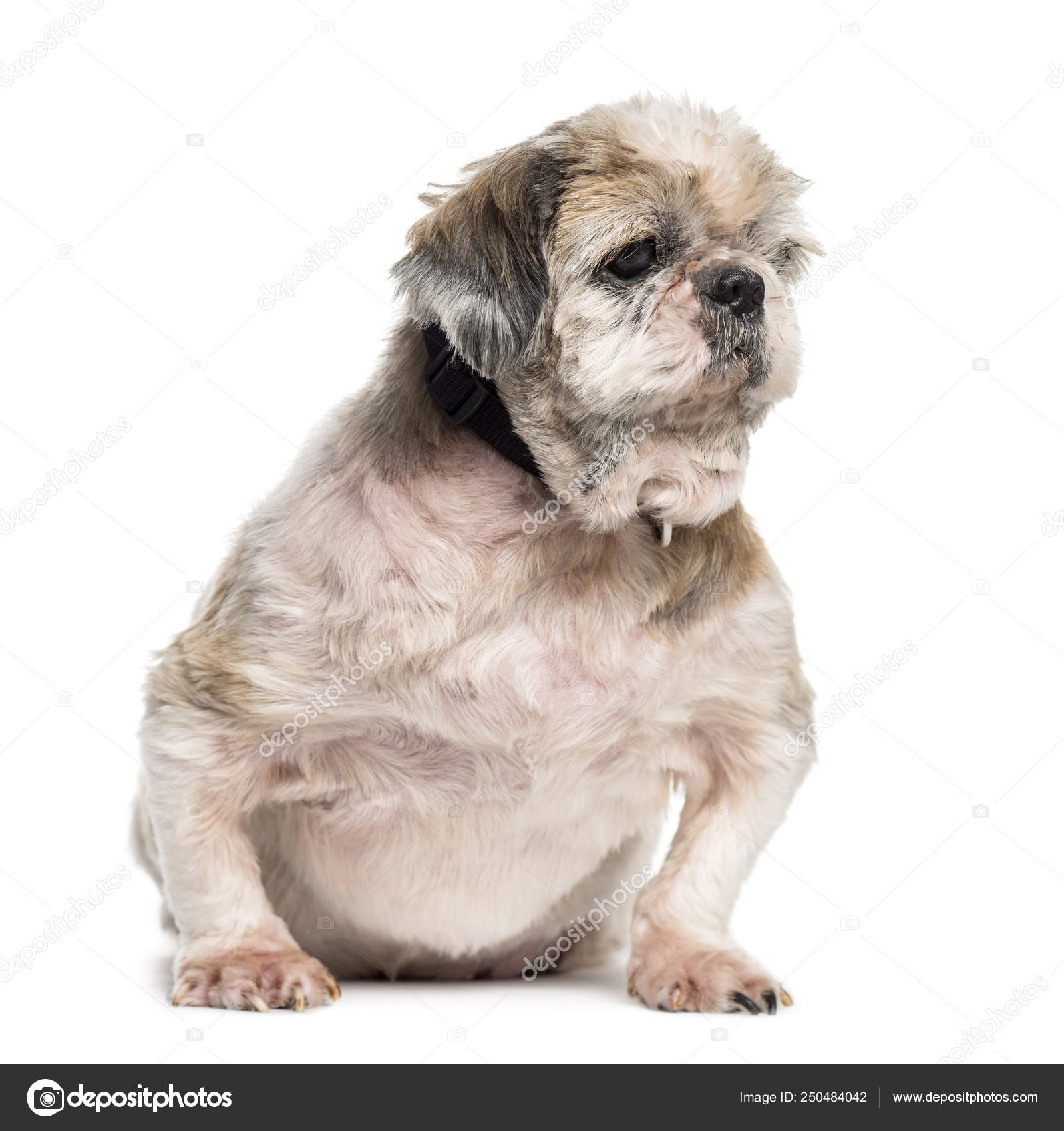 Fat Shih Tzu