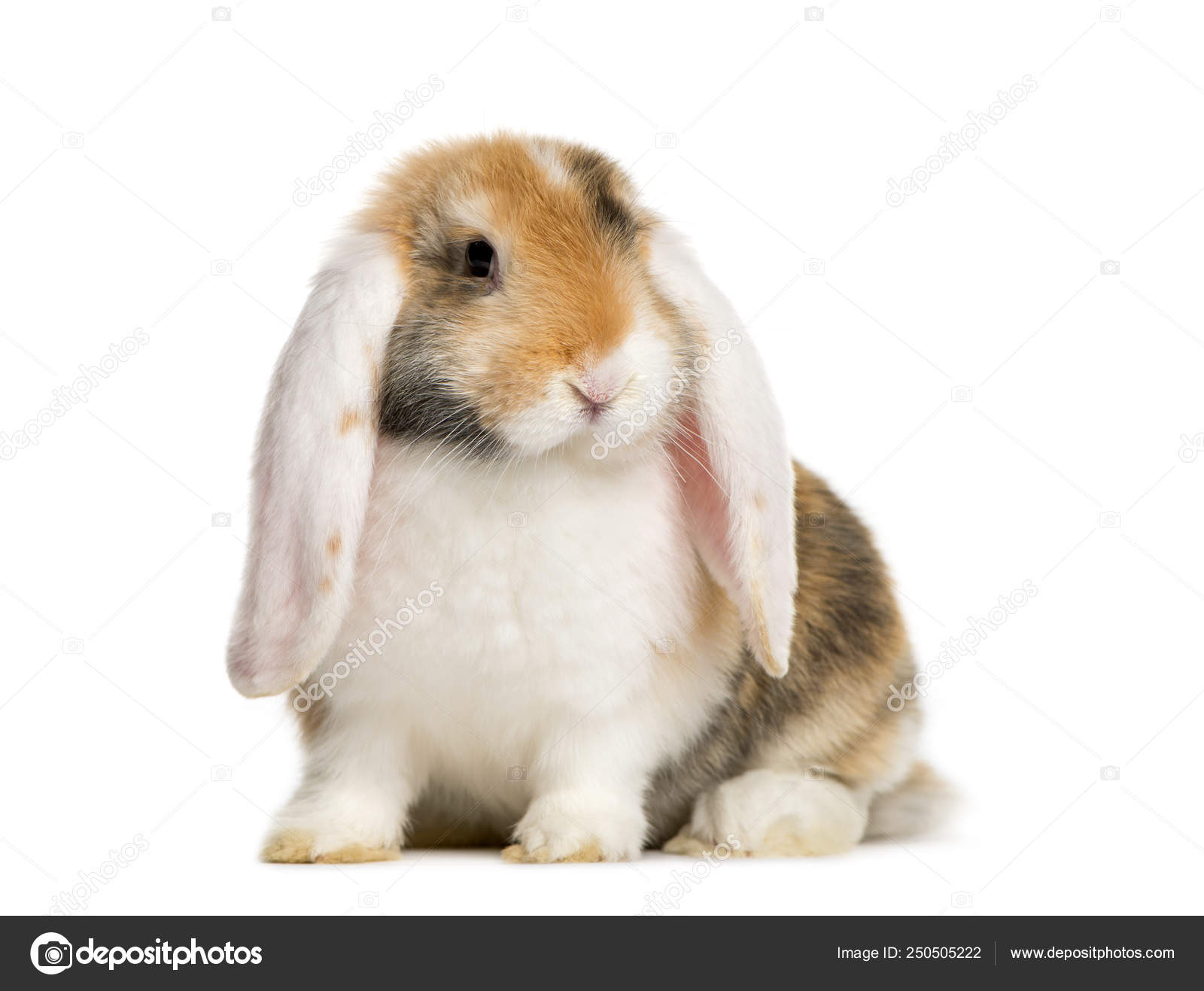 French Lop Rabbit