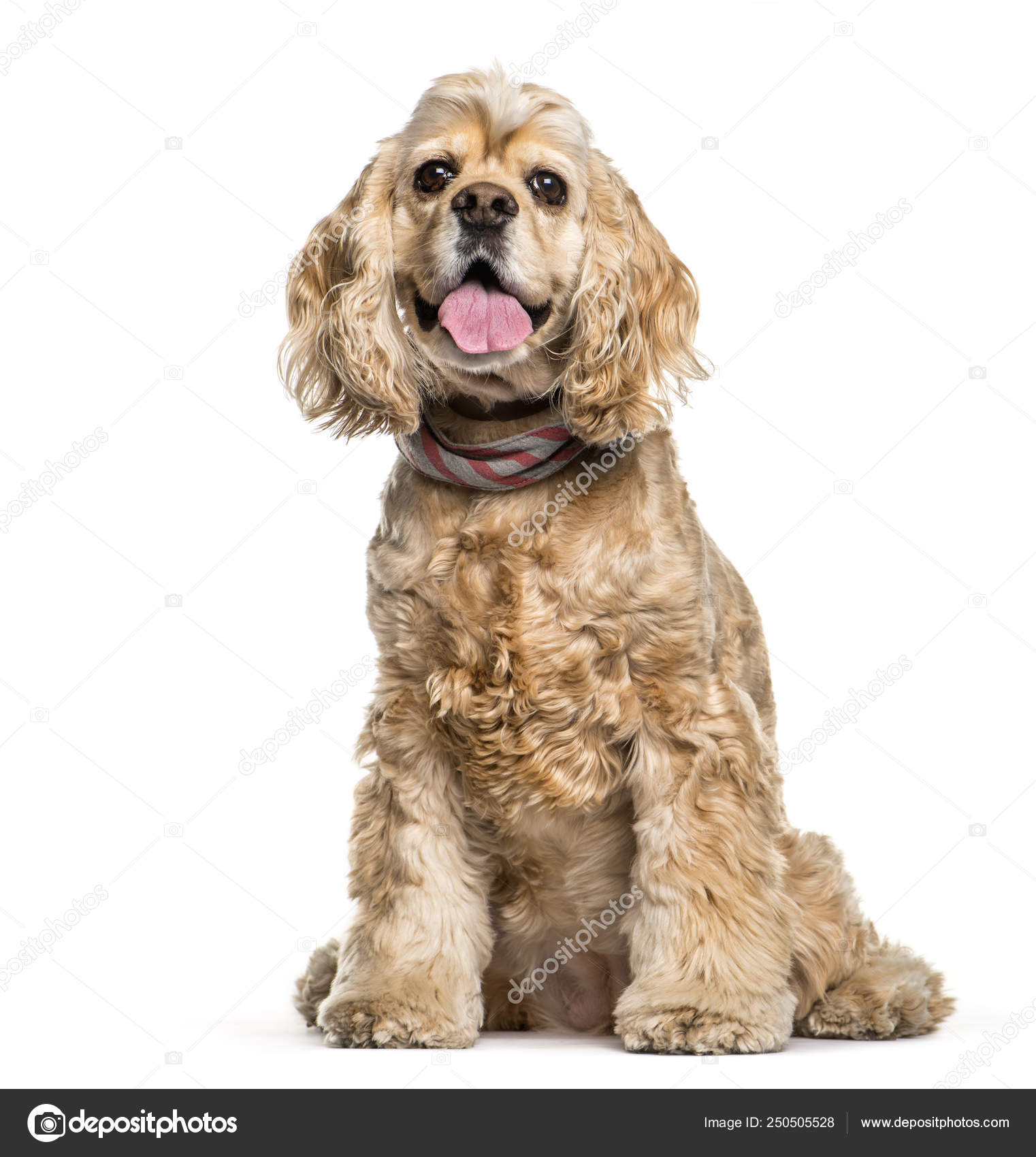 American Cocker Spaniel sitting in front of white background Stock ...