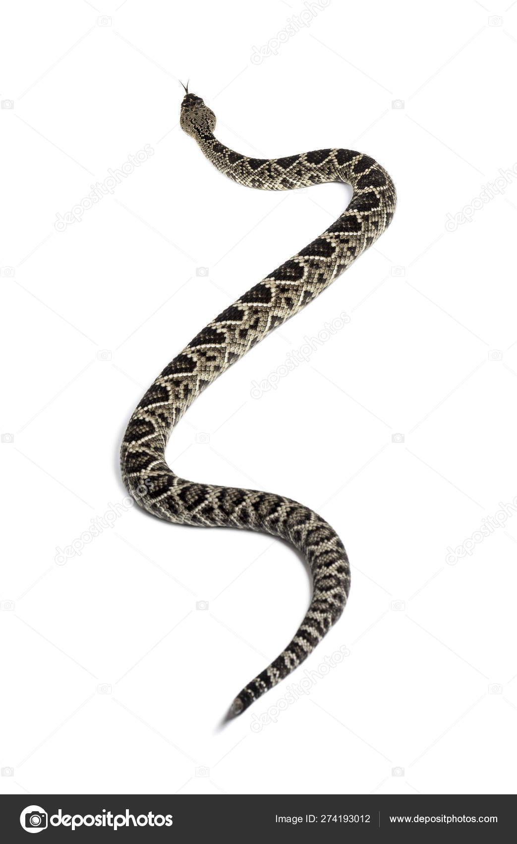 Western diamondback rattlesnake or Texas diamond-back in front o Stock ...