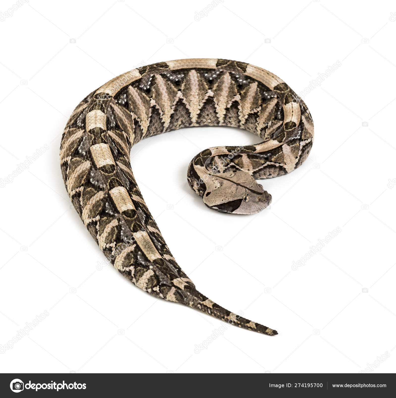 Bitis gabonica, Gaboon viper , Bitis gabonica, is a viper specie ...