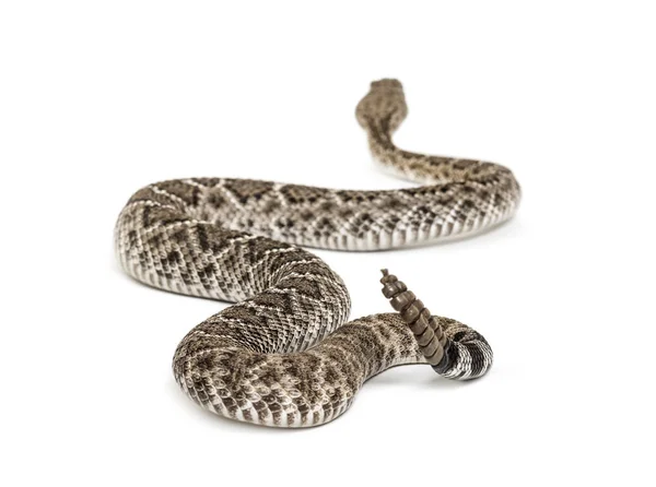 Rattle Snake Head Front