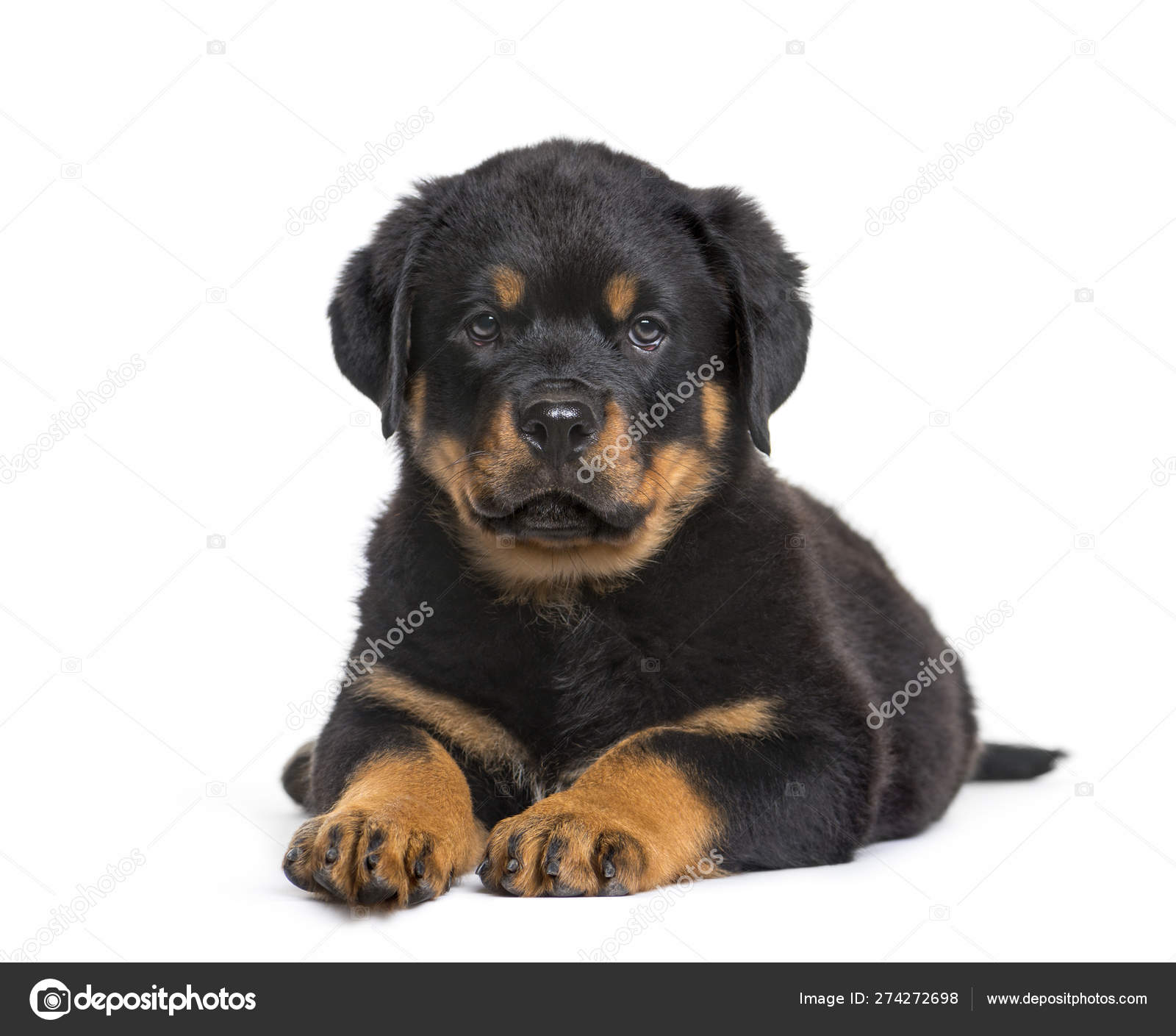 Week Old Rottweiler Puppy | ppgbbe.intranet.biologia.ufrj.br