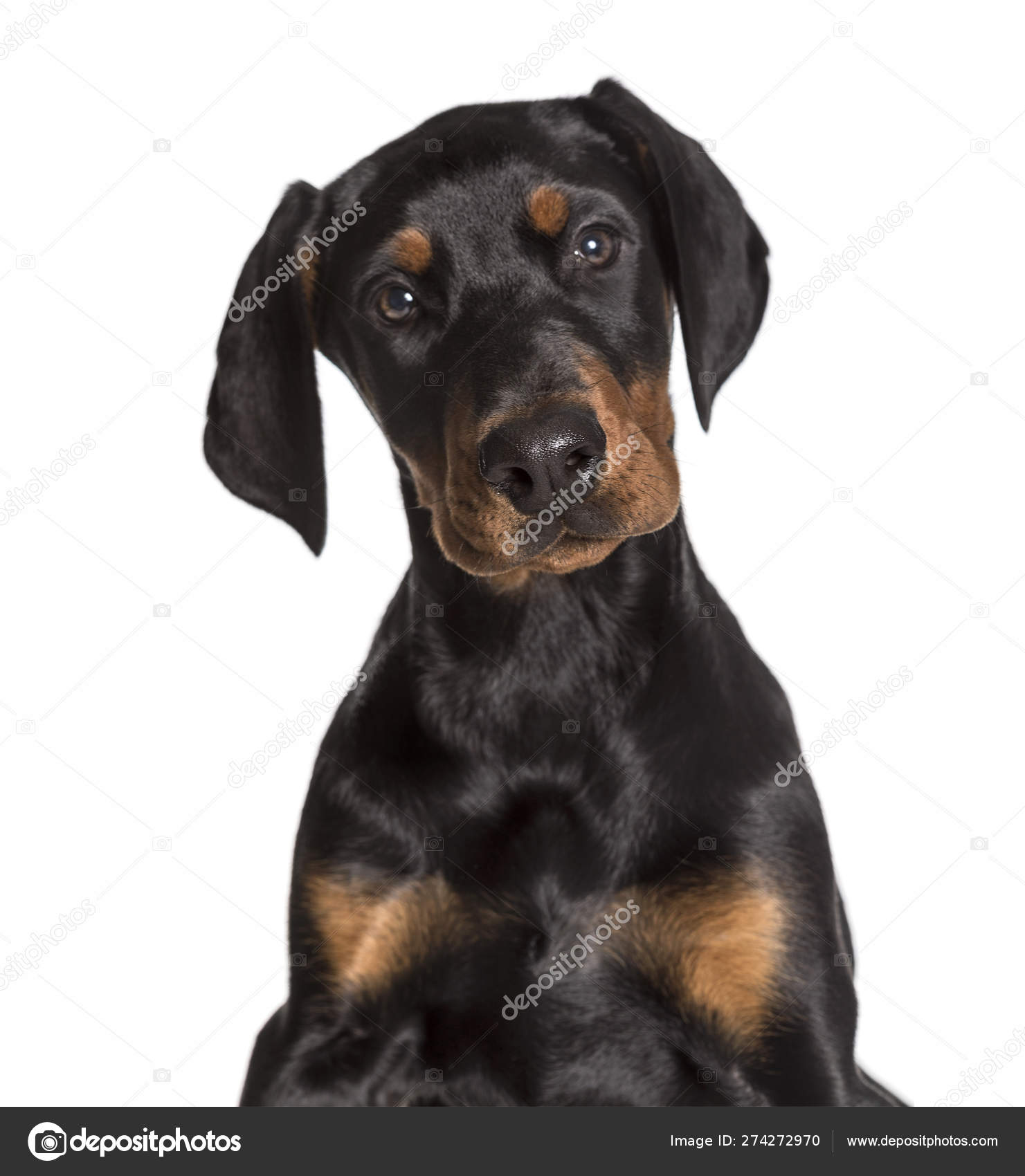 Doberman, 2 1/2 months, looking at camera against white backgrou ...