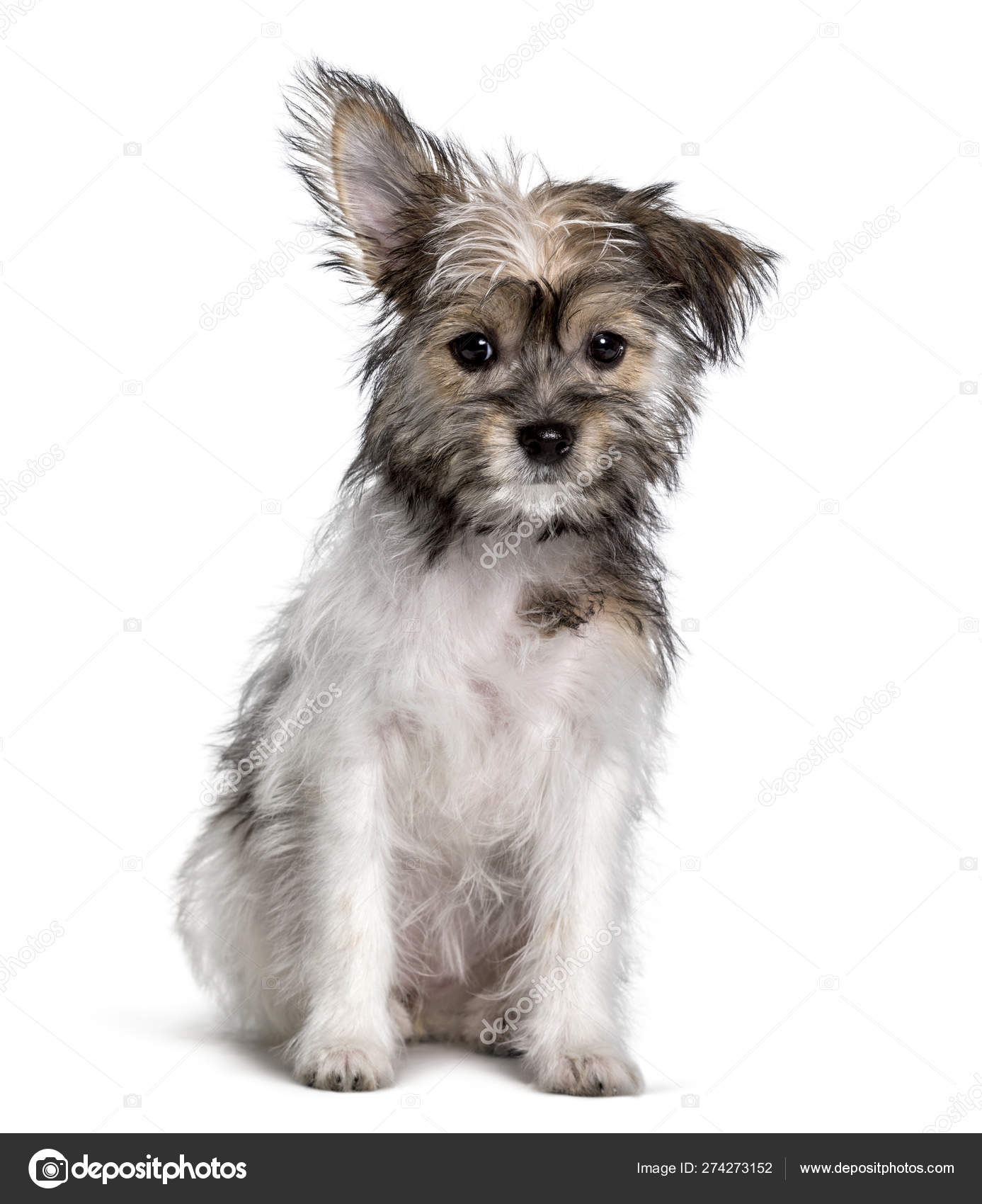 White Yorkshire Terrier Mix