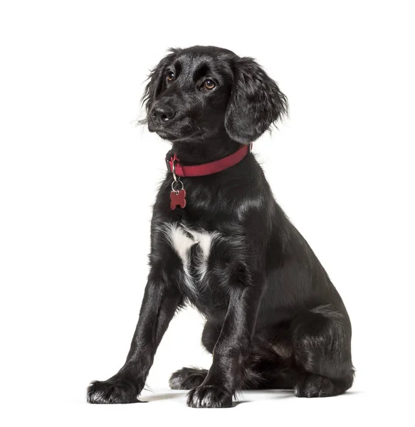 Black Cocker Spaniel Mix