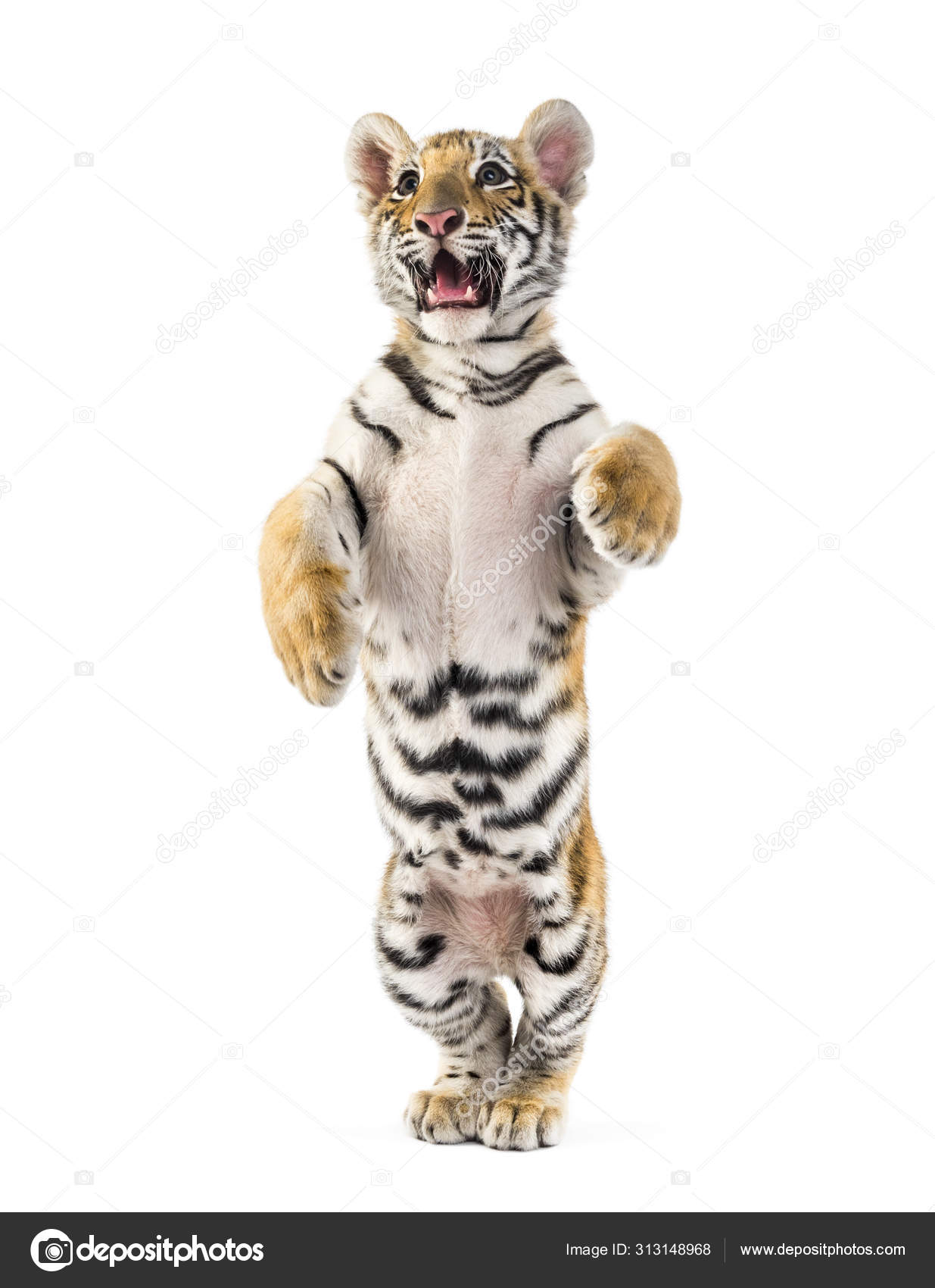 Tiger Standing Up On Hind Legs