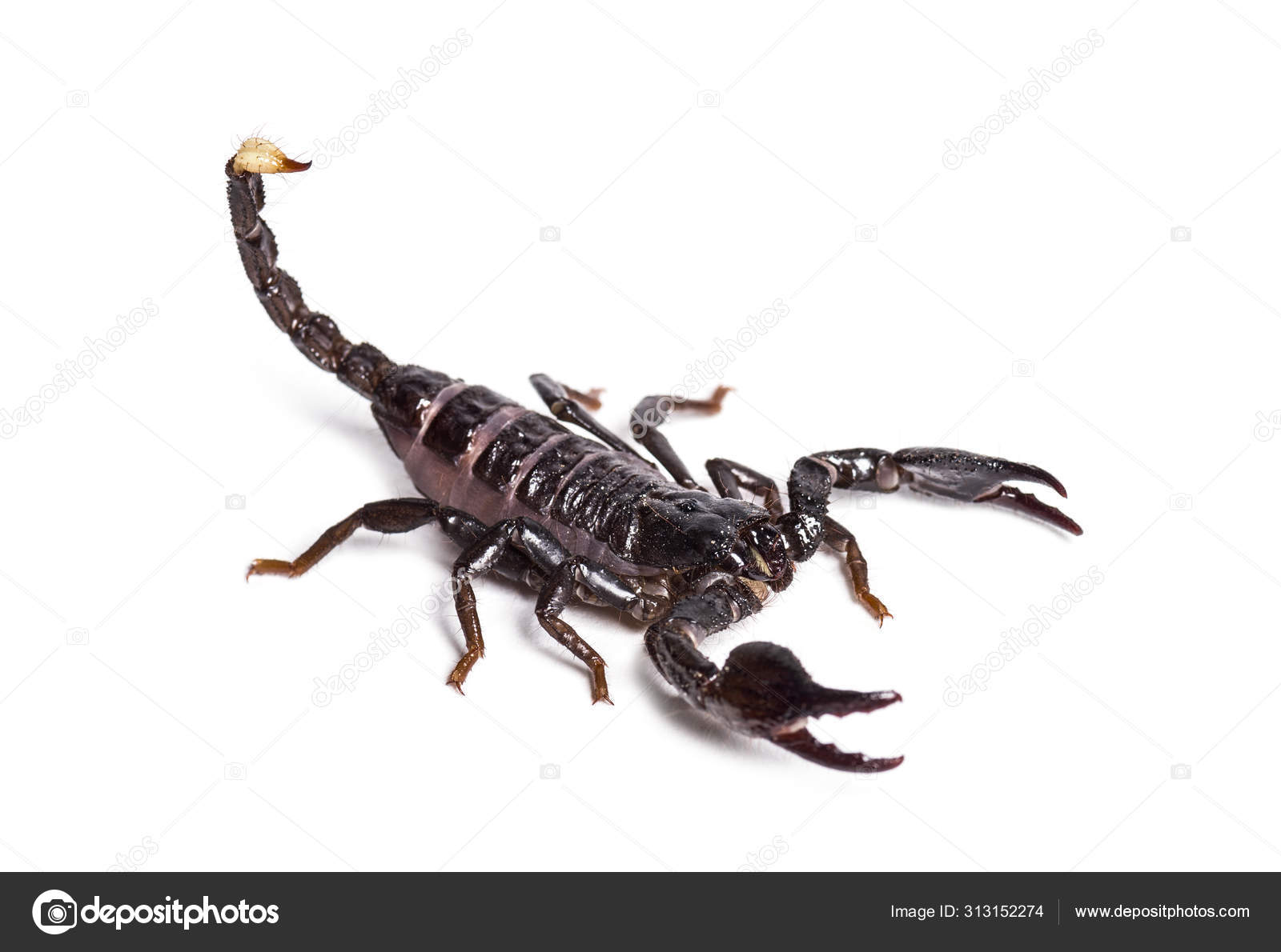Dictator Scorpion Emperor Scorpion Facts, Diet, Habitat & Pictures