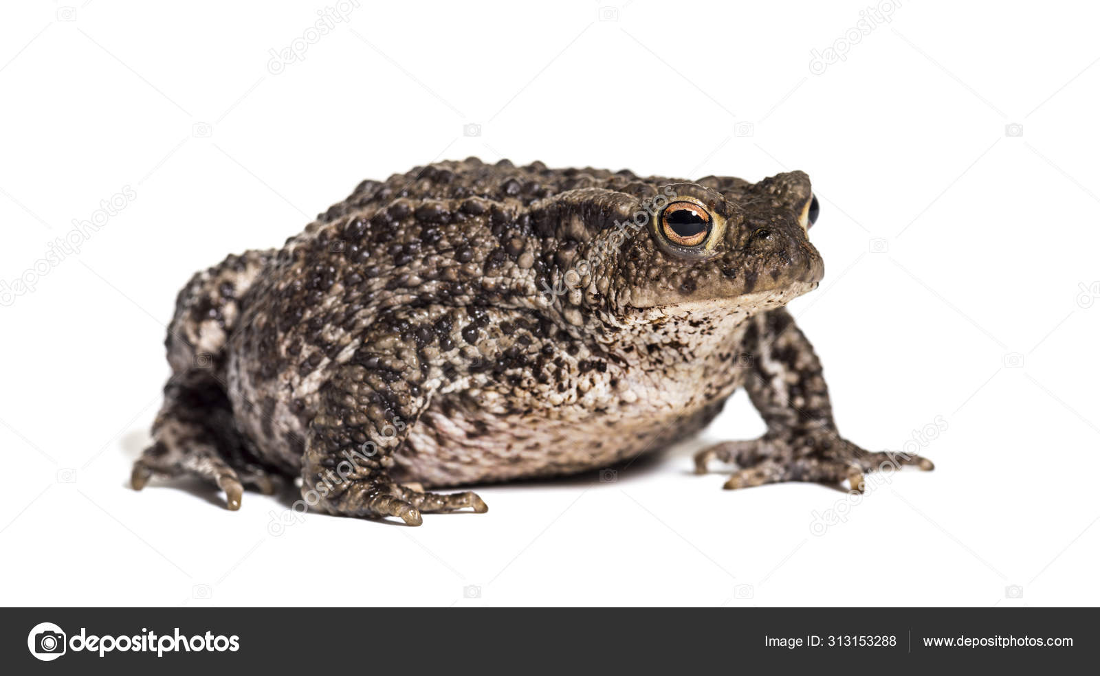 Common toad, European toad — Stock Photo © lifeonwhite #313153288