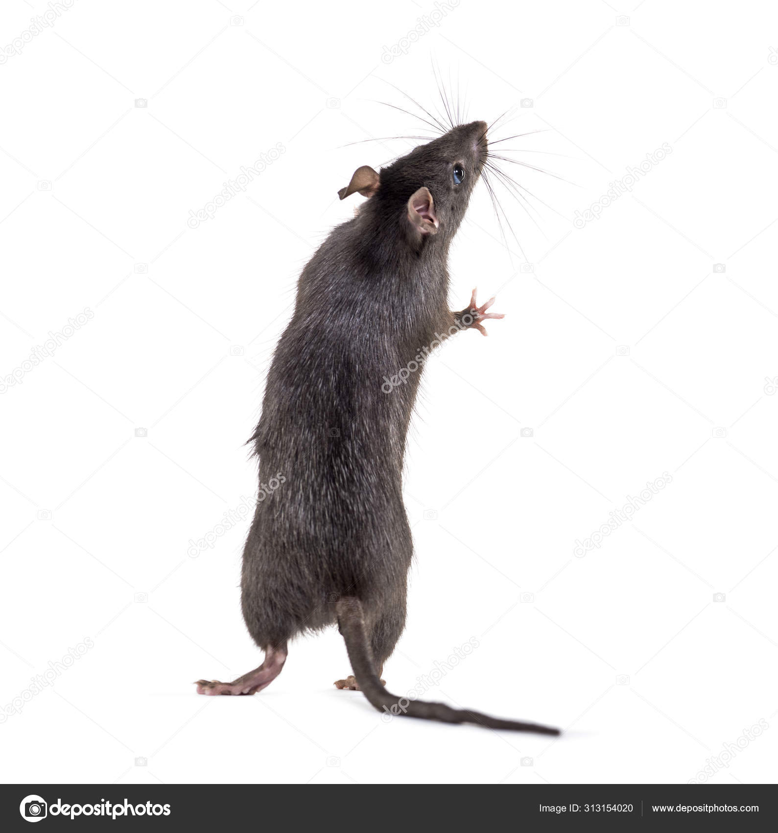Black rat, Rattus rattus, in front of white background — Stock Photo ...
