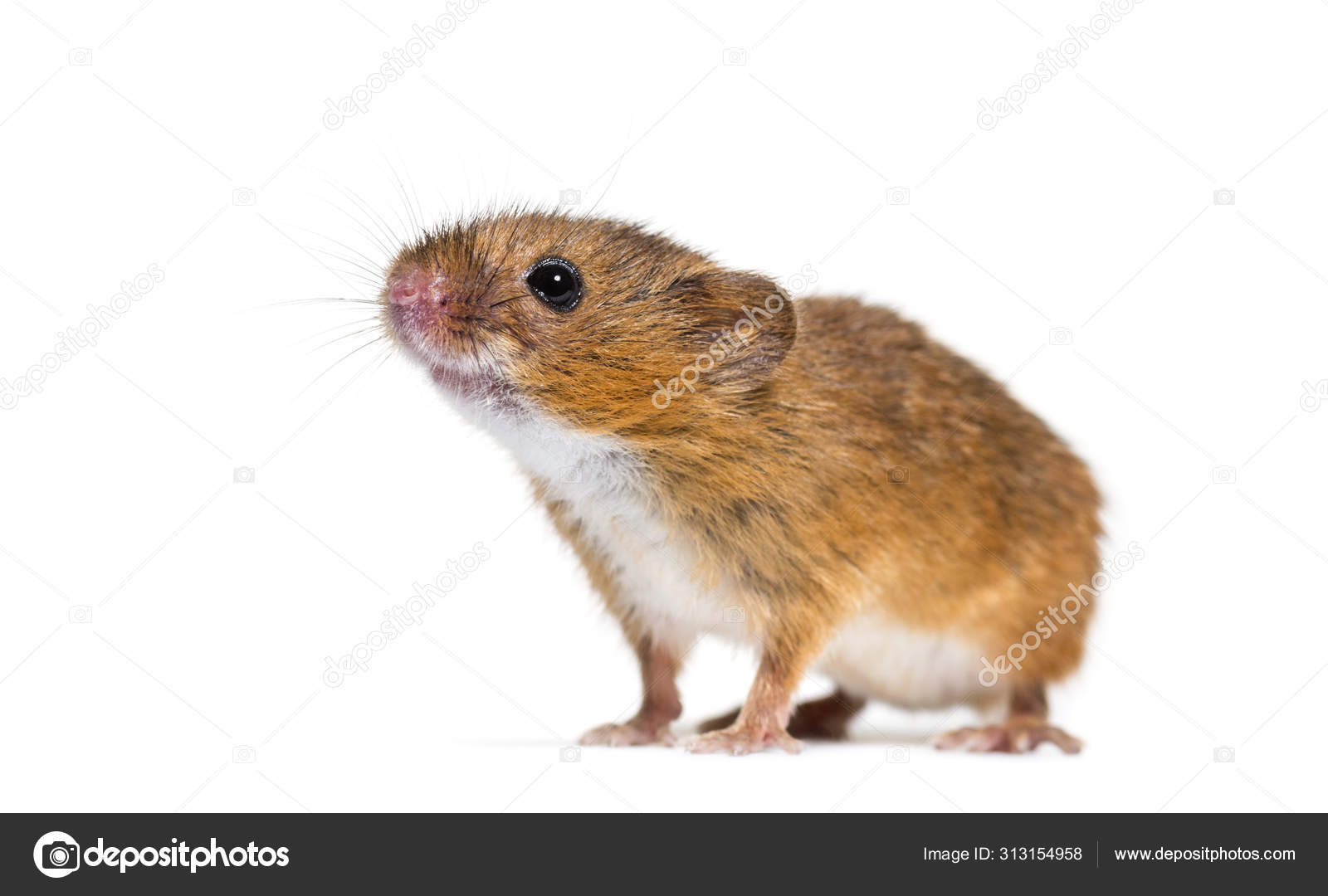 African Pygmy Mouse