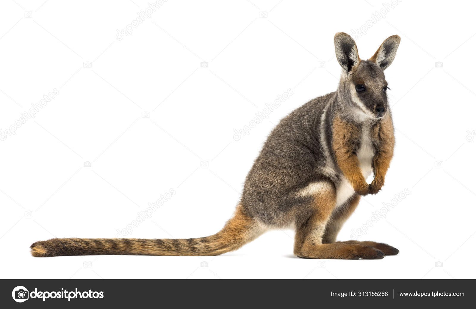 Yellow-footed rock-wallaby, Petrogale xanthopus, kangaroo — Stock Photo ...