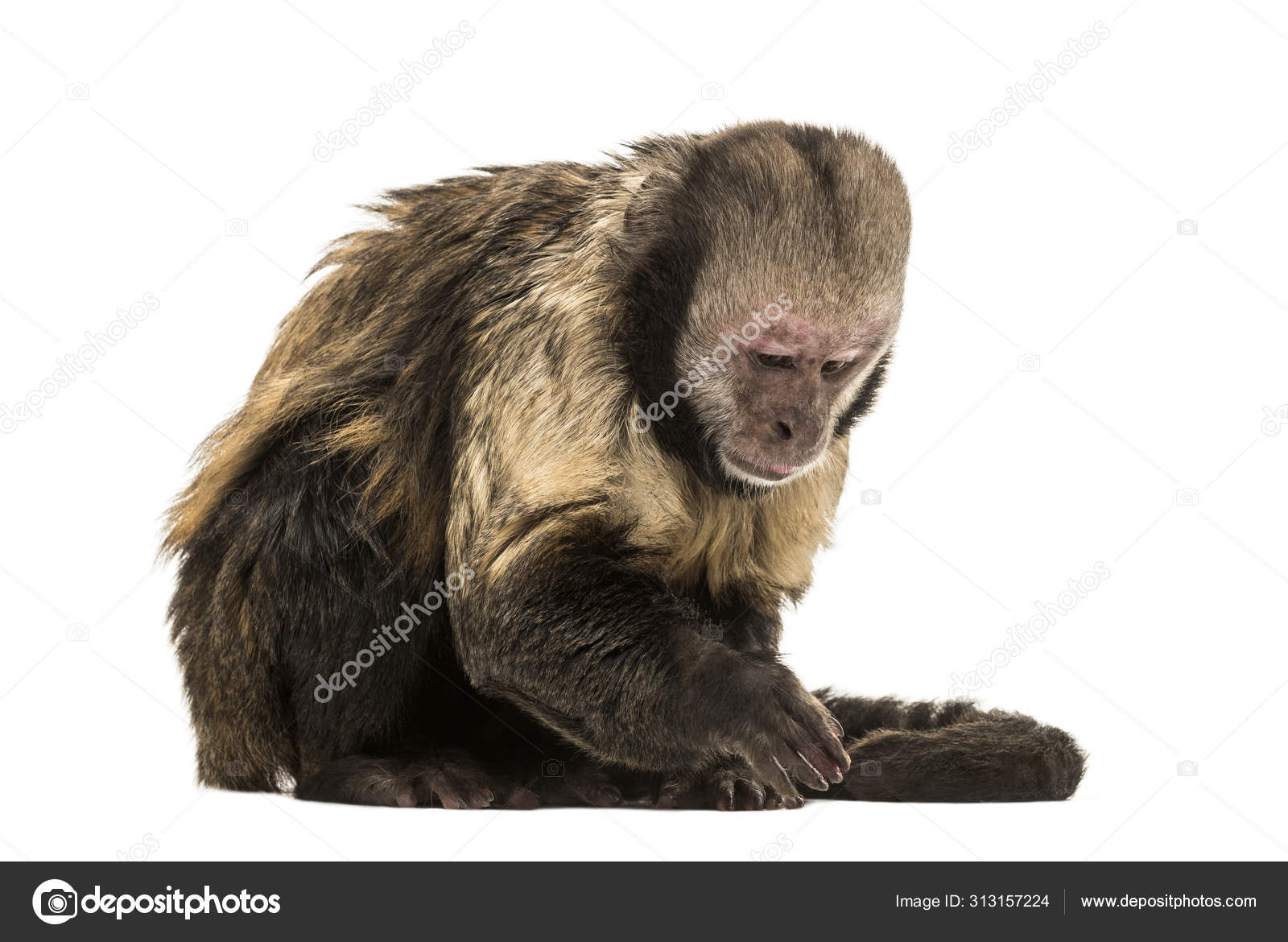 Golden-Bellied Capuchin, Sapajus xanthosternos Stock Photo by ...