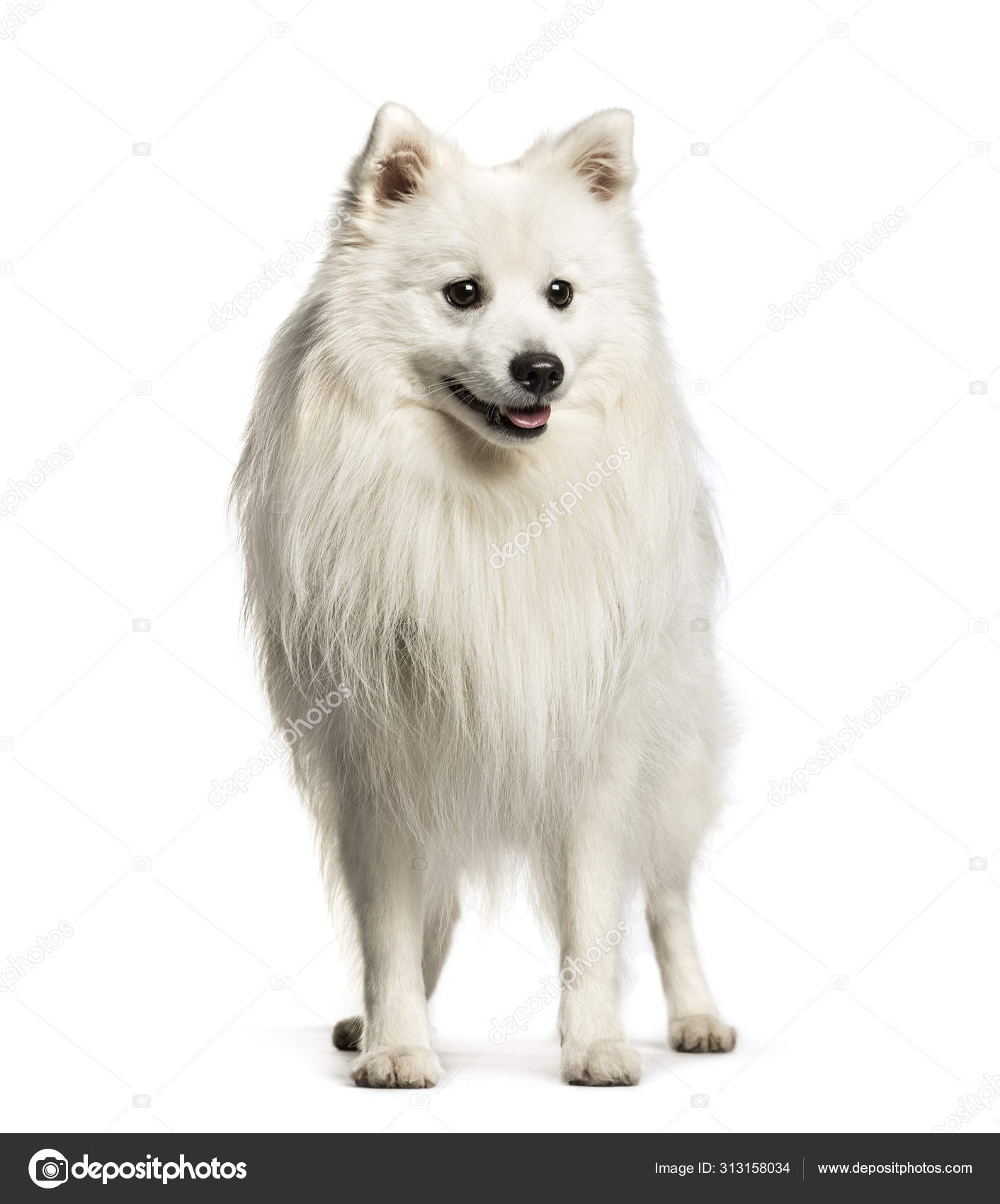 Japanese Spitz sitting against white background Stock Photo by ...