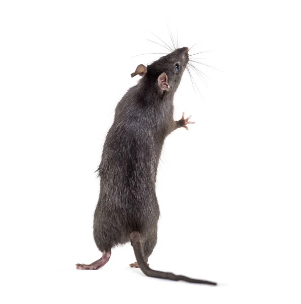 Black rat Stock Photos, Royalty Free Black rat Images | Depositphotos
