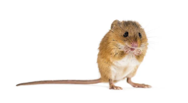Eurasian harvest mouse, Micromys minutus, grooming Stock Photo by ...