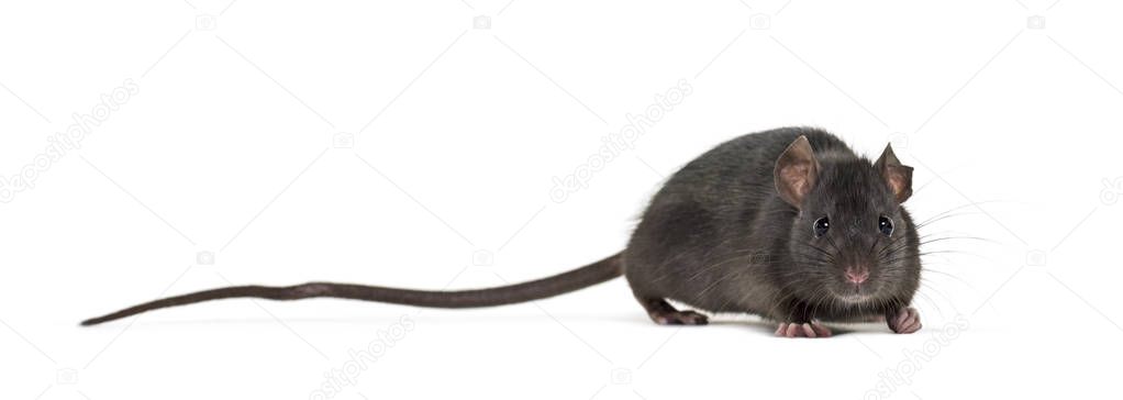 Rata negra, Rattus rattus, delante de fondo blanco 2024