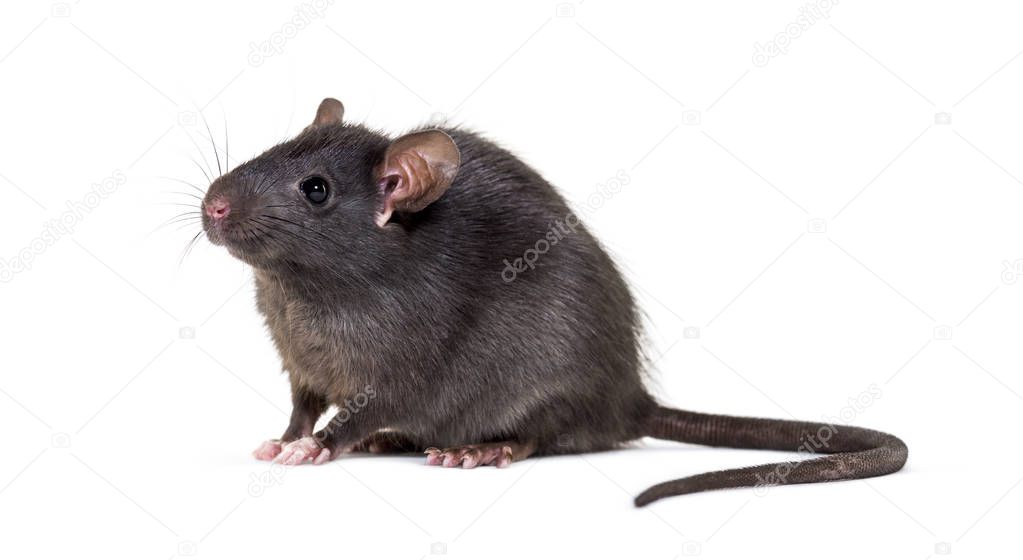 Rata negra, Rattus rattus, delante de fondo blanco 2023