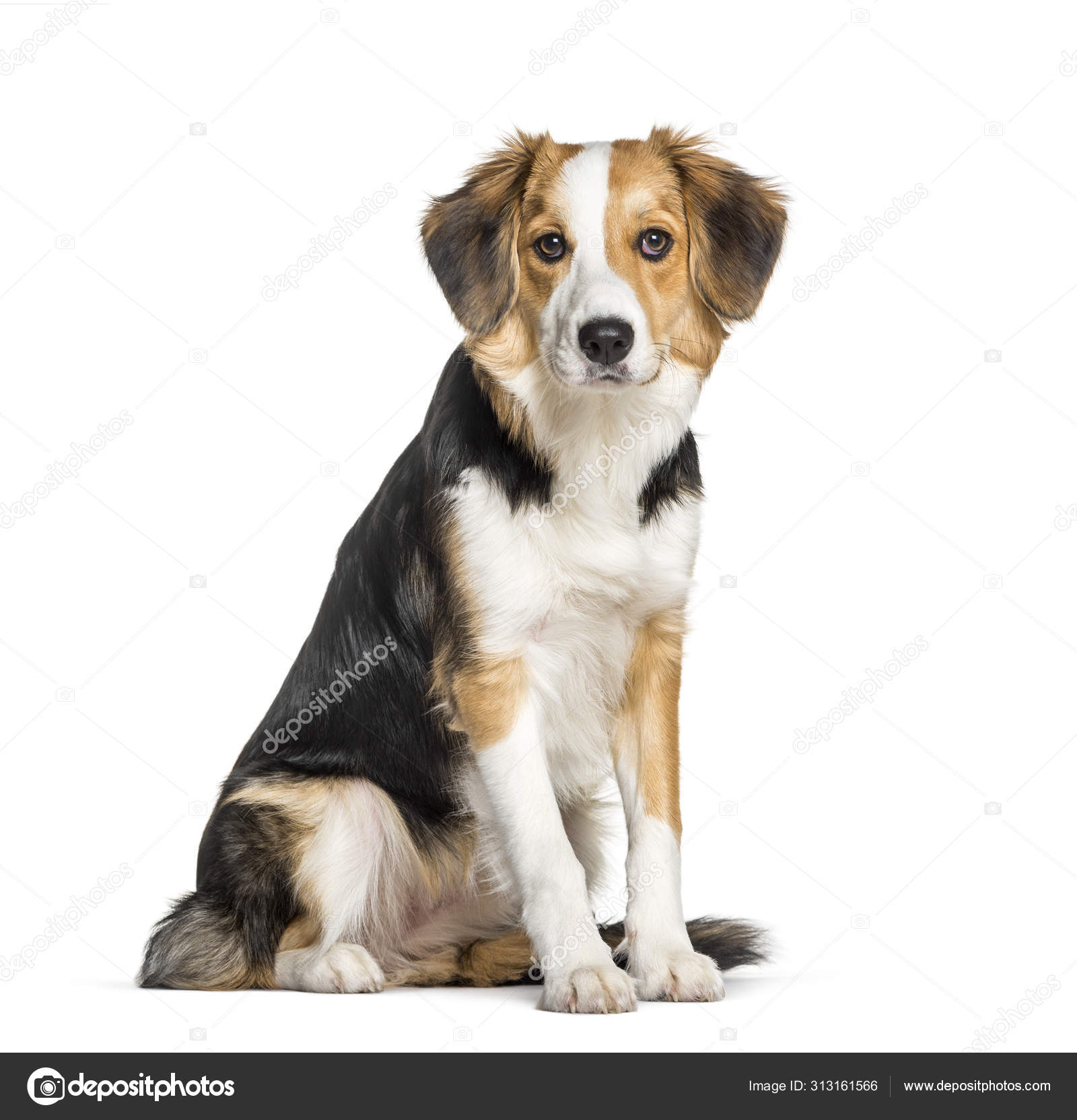 Mezcla De Beagle Y Collie Con Pastor Pepper, Mi Cachorro "mezcla De