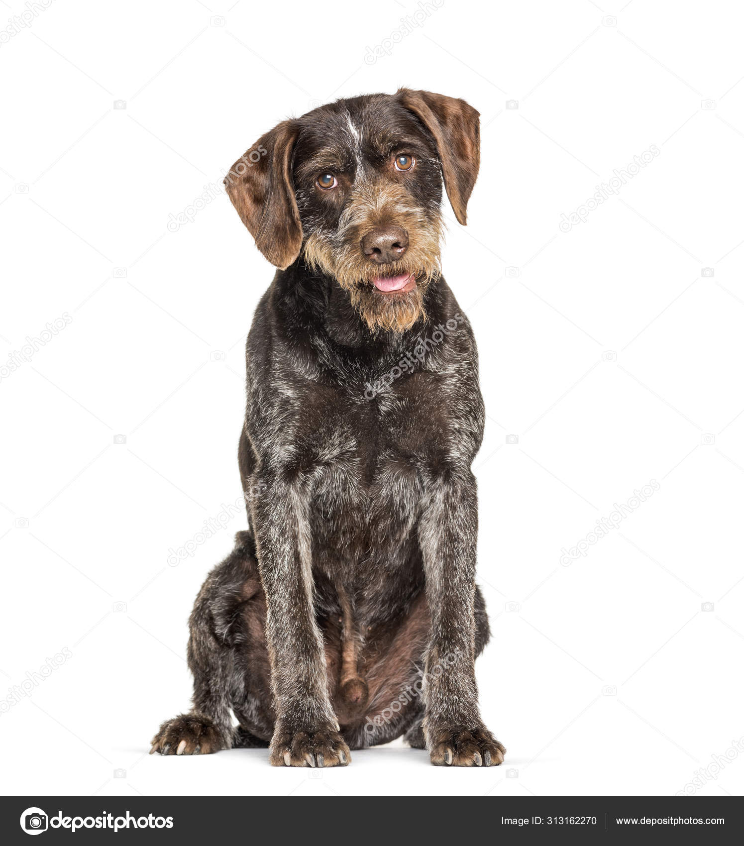 Are German Wirehaired Pointers Happiest