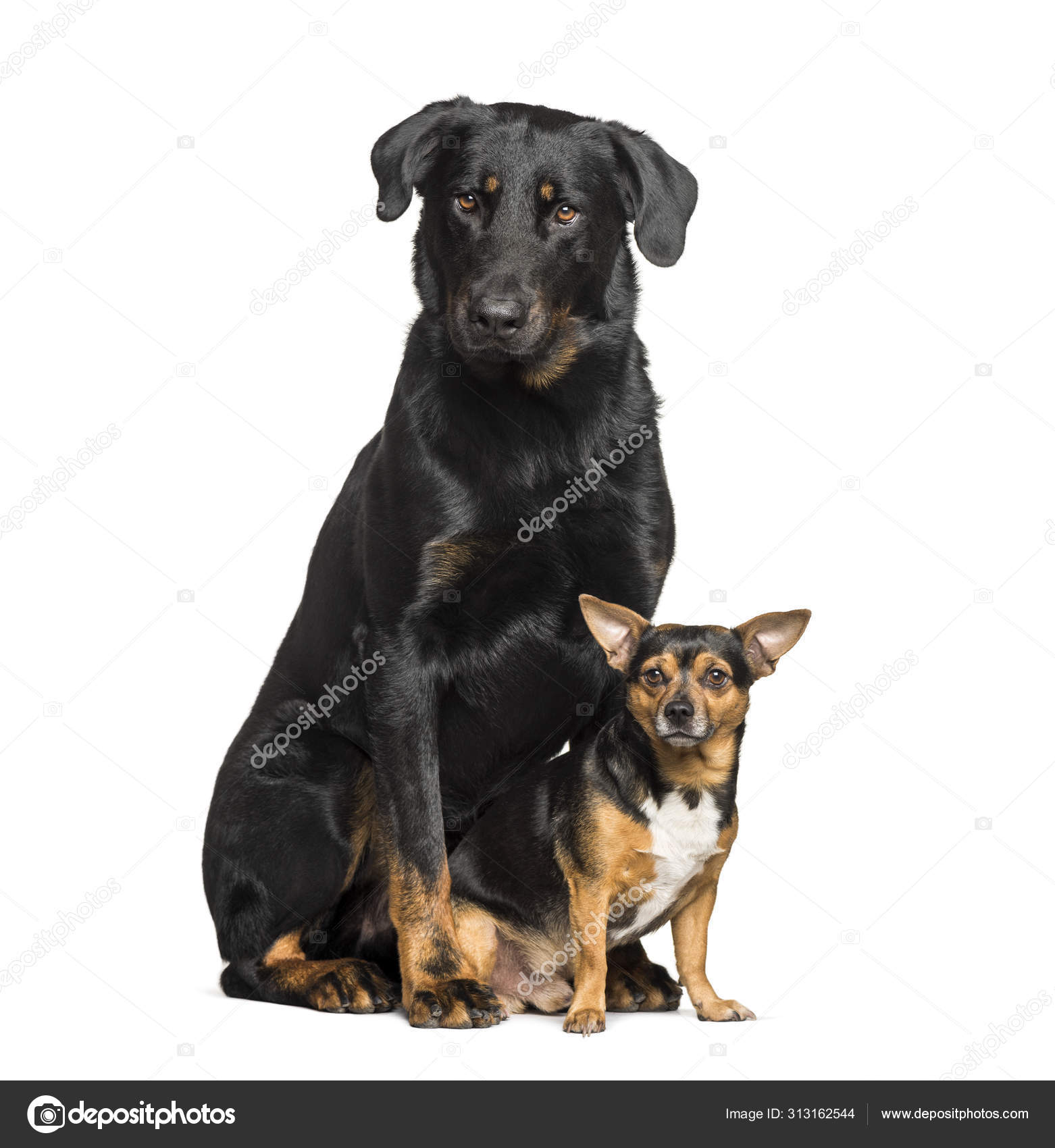 Beauceron with a mixed-breed dog sitting isloated on white Stock Photo ...