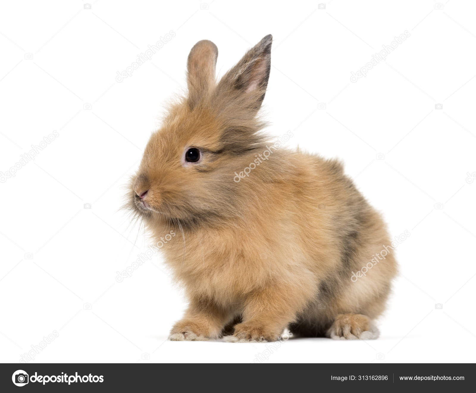 Dwerg Leeuwenkop Konijnen