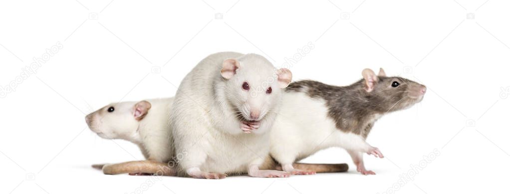 Rats fancy Stock Photos, Royalty Free Rats fancy Images | Depositphotos