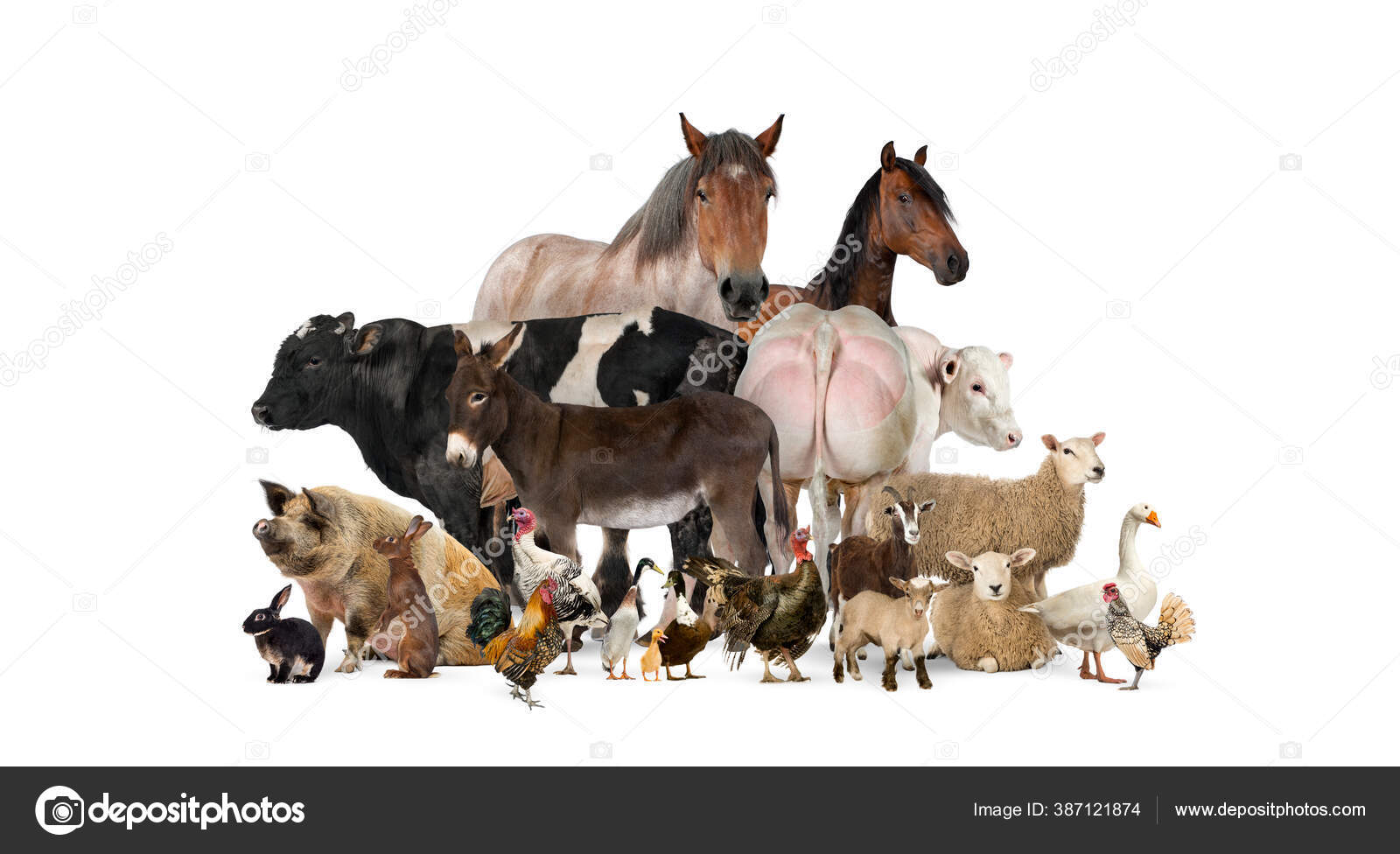 Group Many Farm Animals Standing Together Stock Photo by ©lifeonwhite ...