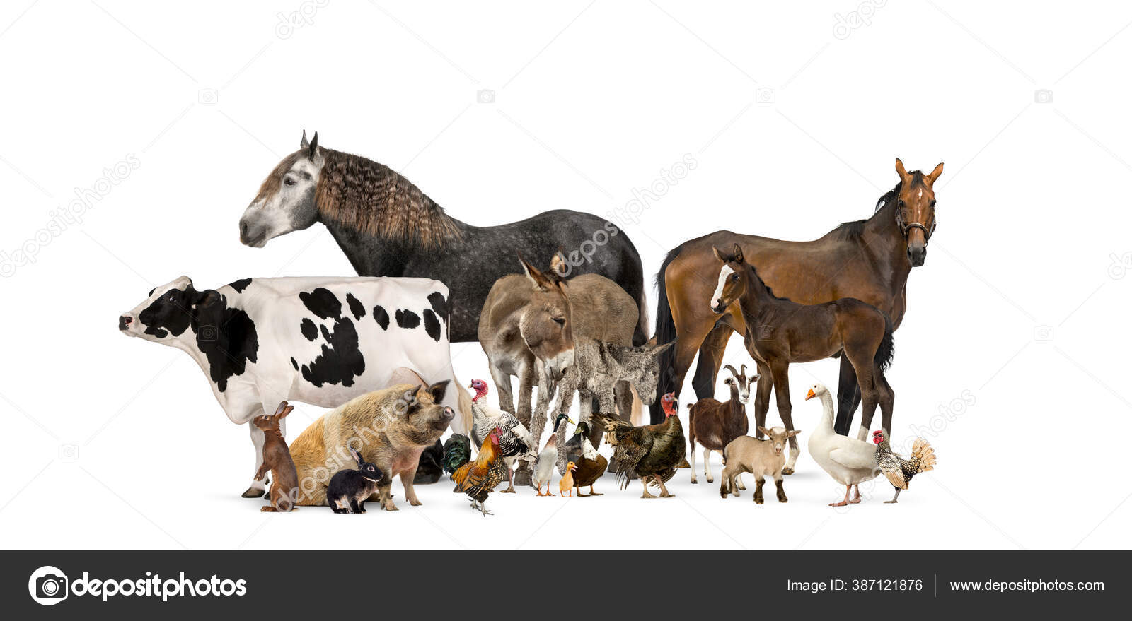 Real Farm Animals Together