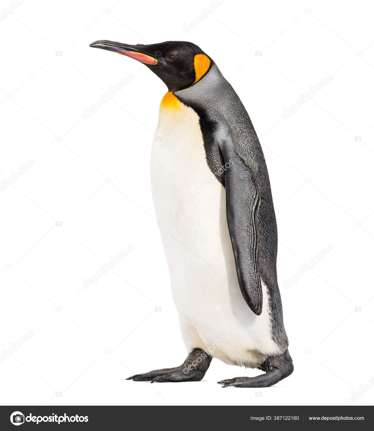 Side View King Penguin Walking Isolated White — Stock Photo ...