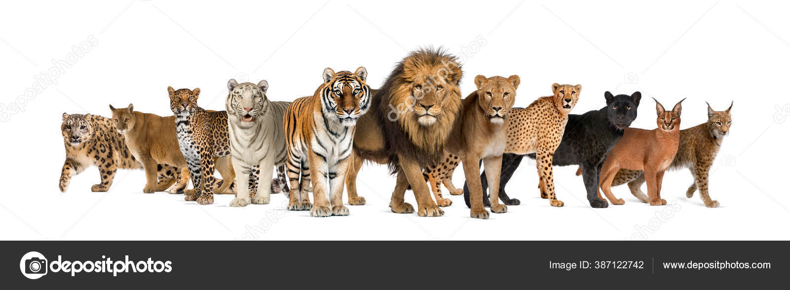 Lots Of Cats Together