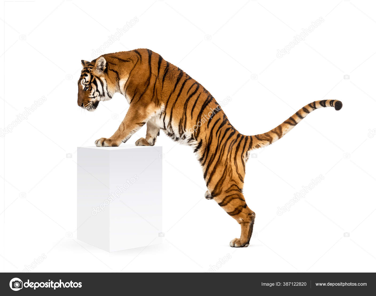 Tiger Standing Up On Hind Legs