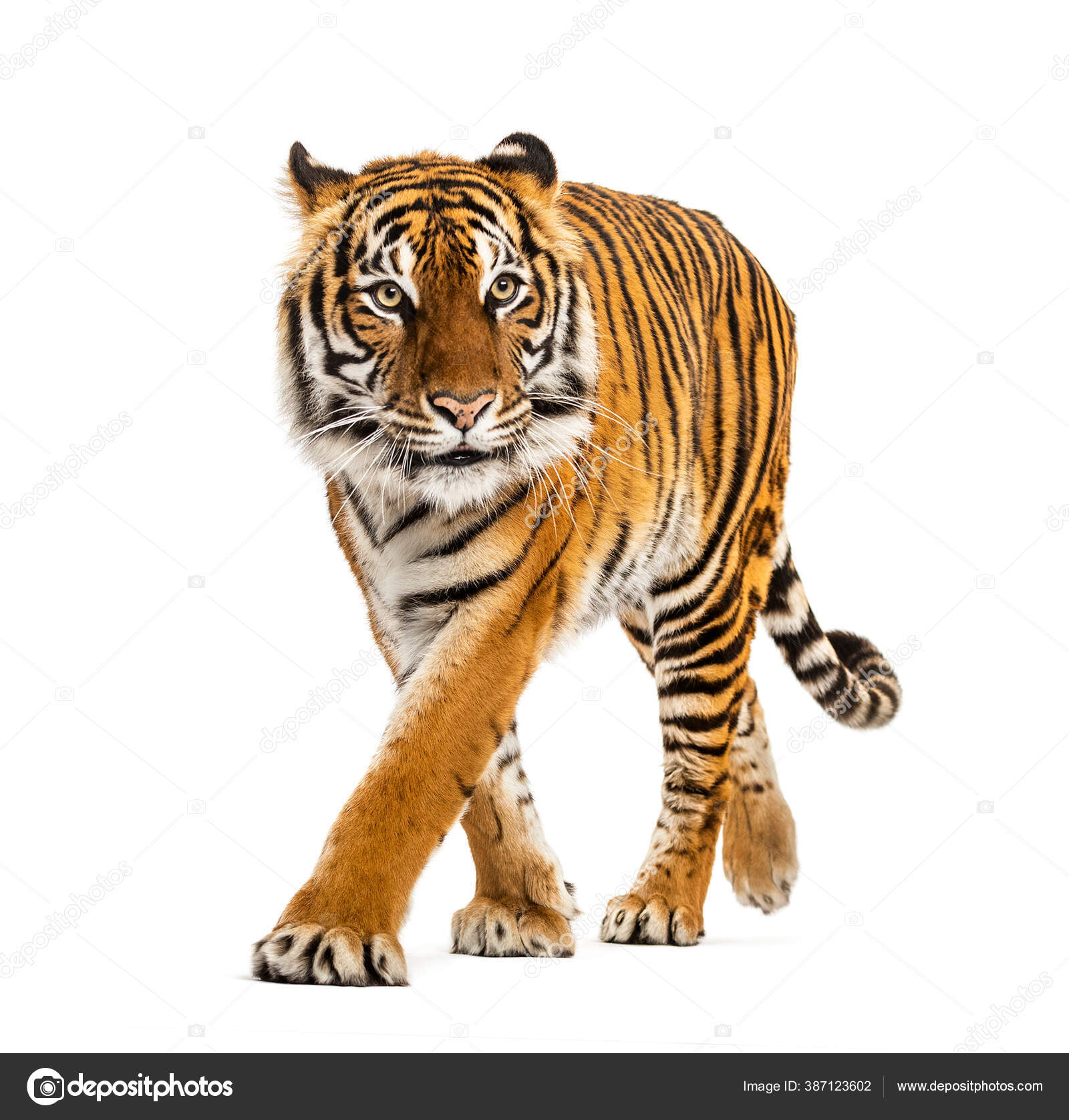 Tiger Prowling Approaching Isolated — Stock Photo © lifeonwhite #387123602