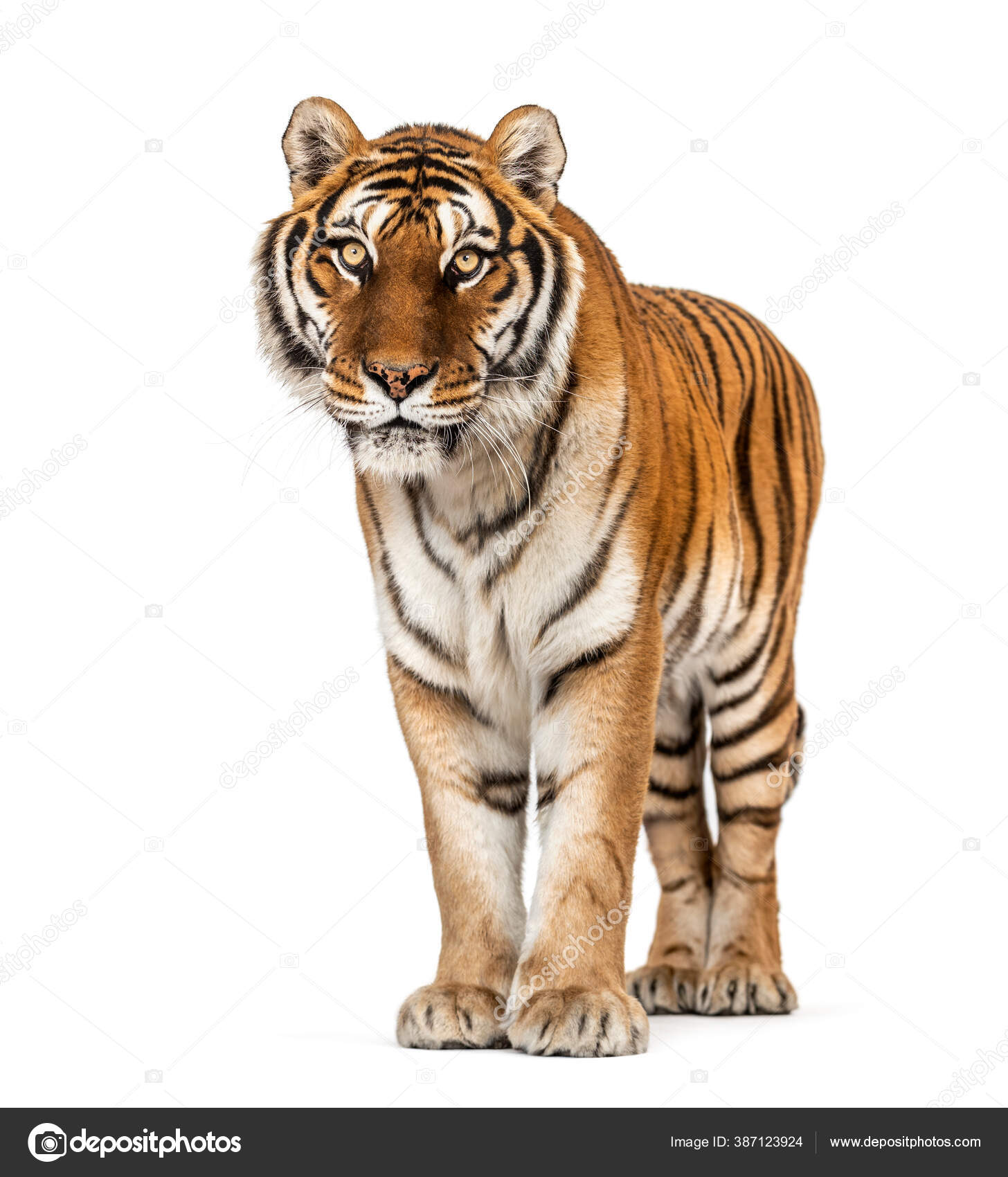 Fundo Branco Tigre Branco
