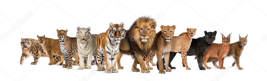 Many animal together Stock Photos, Royalty Free Many animal together ...