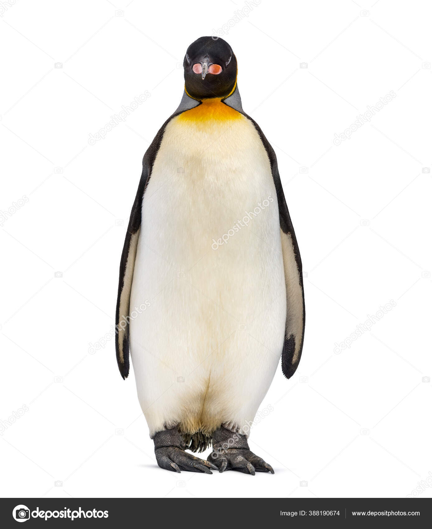 Rey Pingüino Pie Mirando Cámara Delante Fondo Blanco — Foto de stock ...