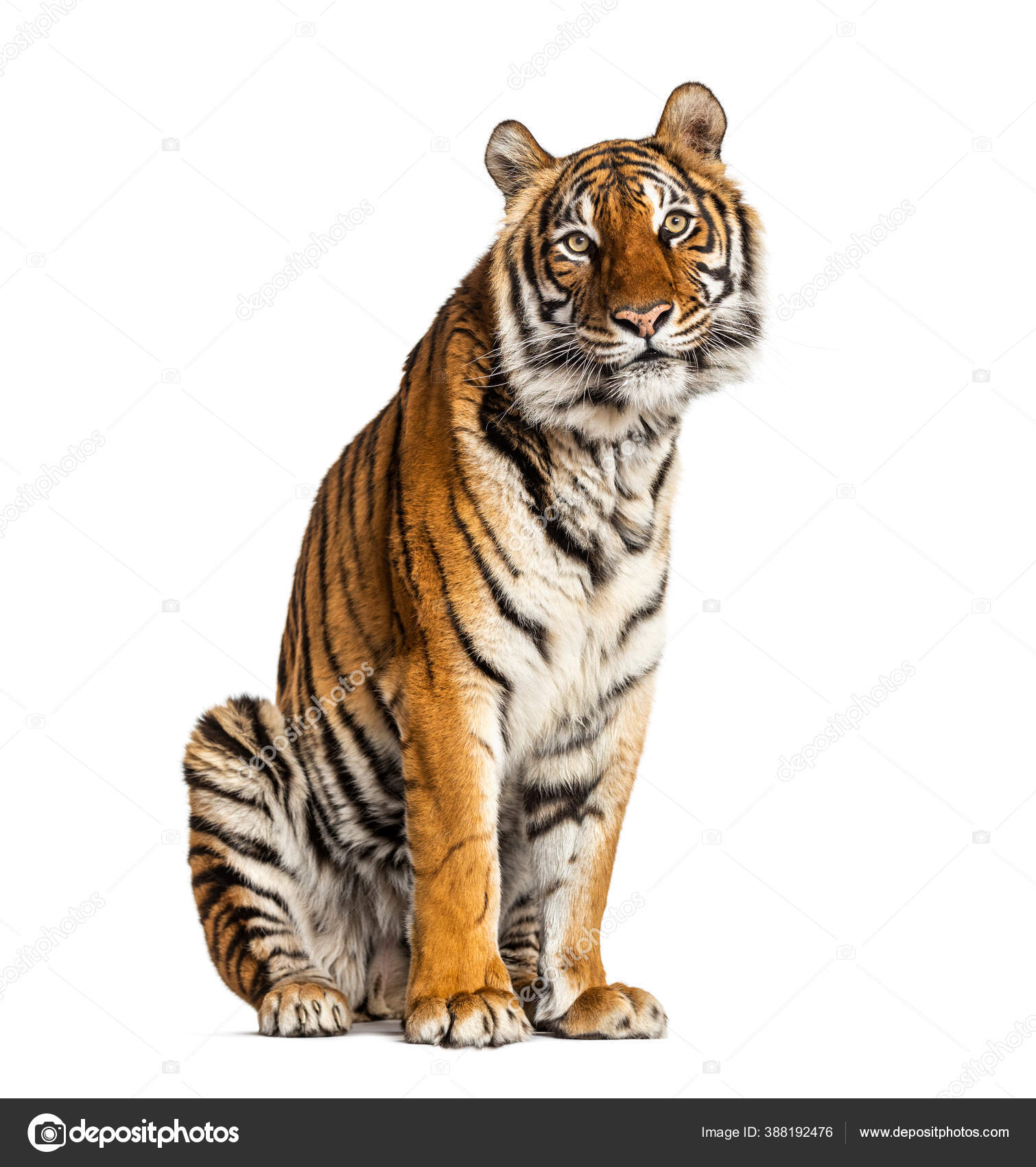 Tiger Sitting Isolated White Stock Photo by ©lifeonwhite 388192476