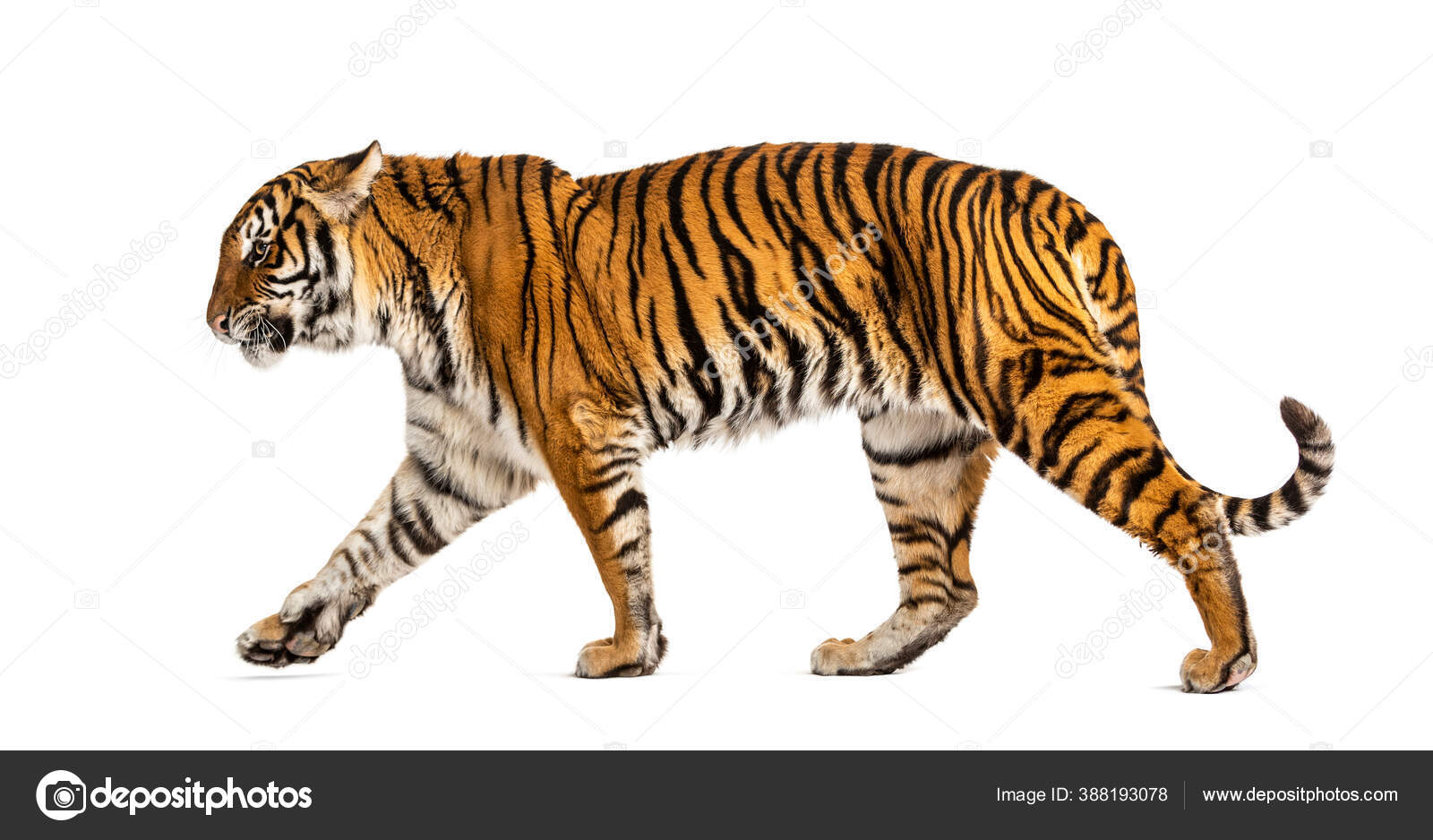 Dibujo De Vista Lateral De Tigre Silueta Aislada De Tigre. Dibujo