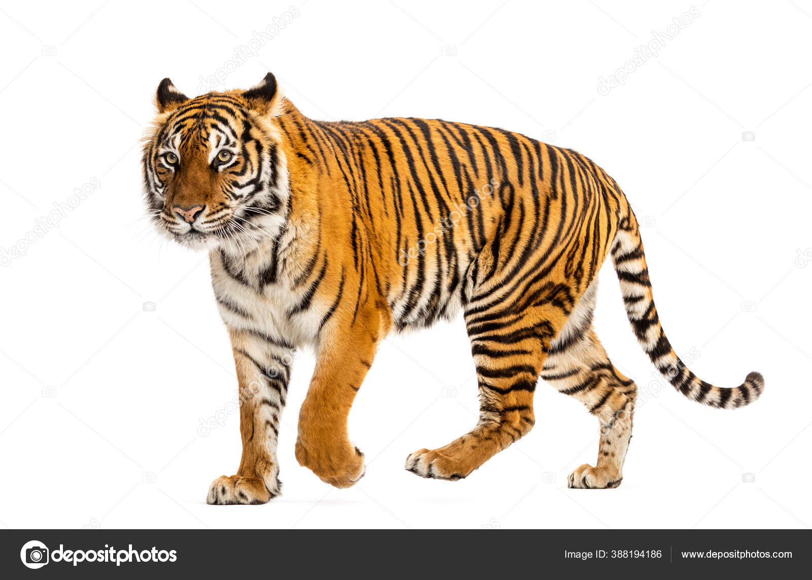 Tiger Sitting Side View