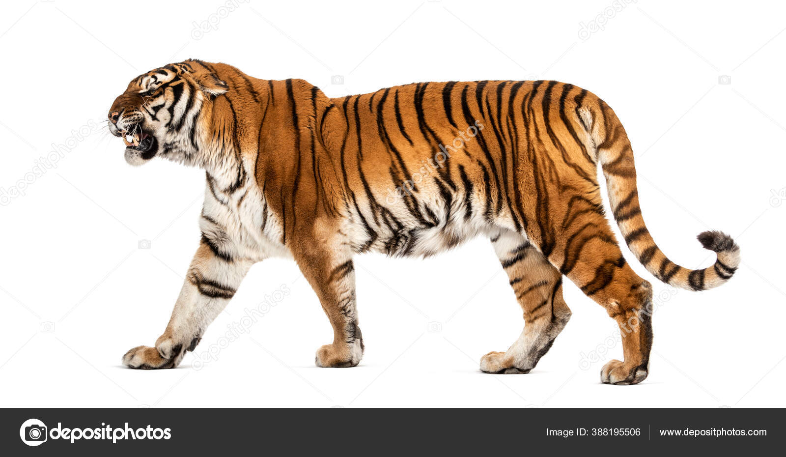 Tiger Ansikt Side Step By Step Space Set Shine Tiger Night Kimba