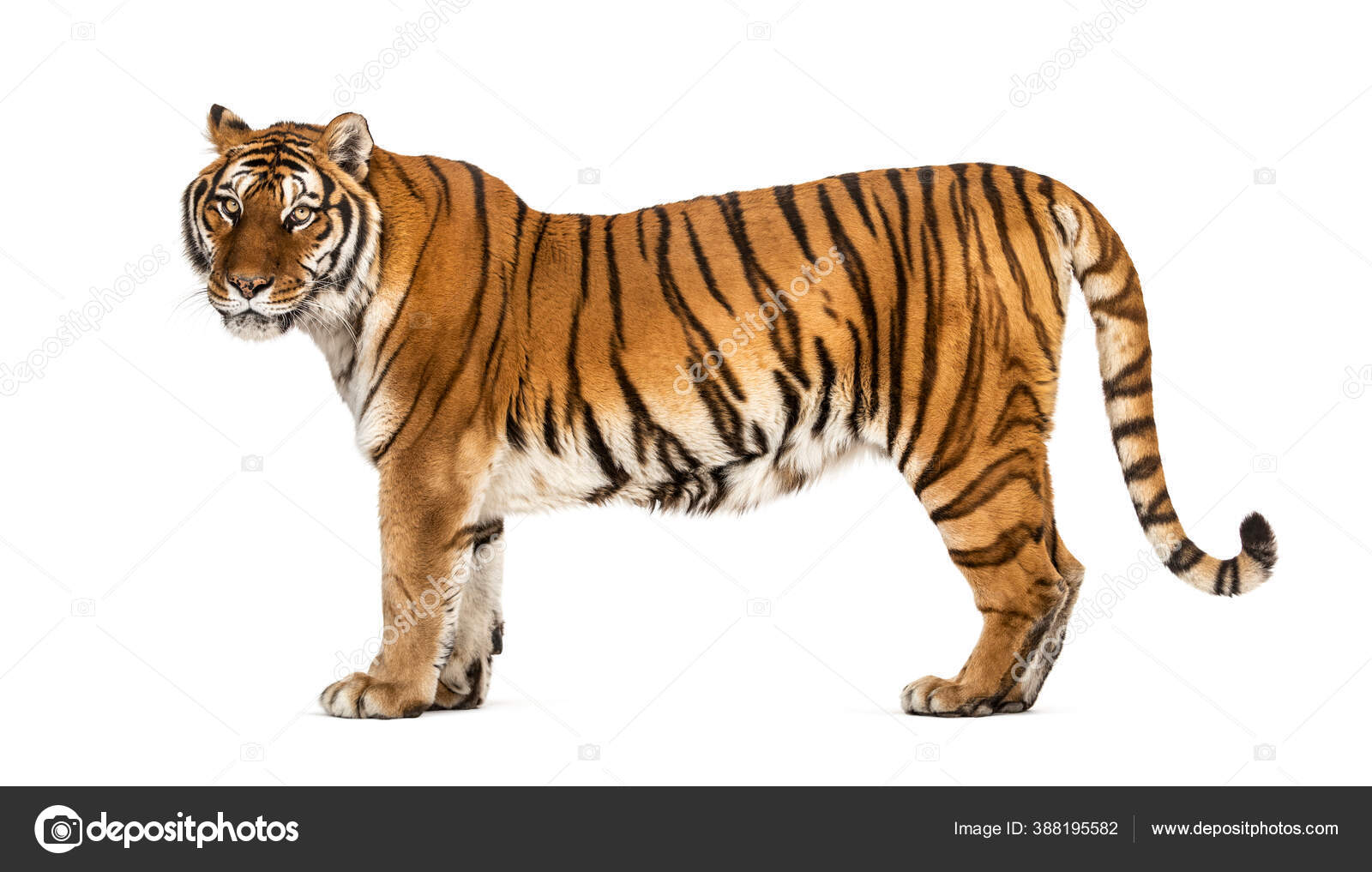 Profil Du Corps Du Tigre