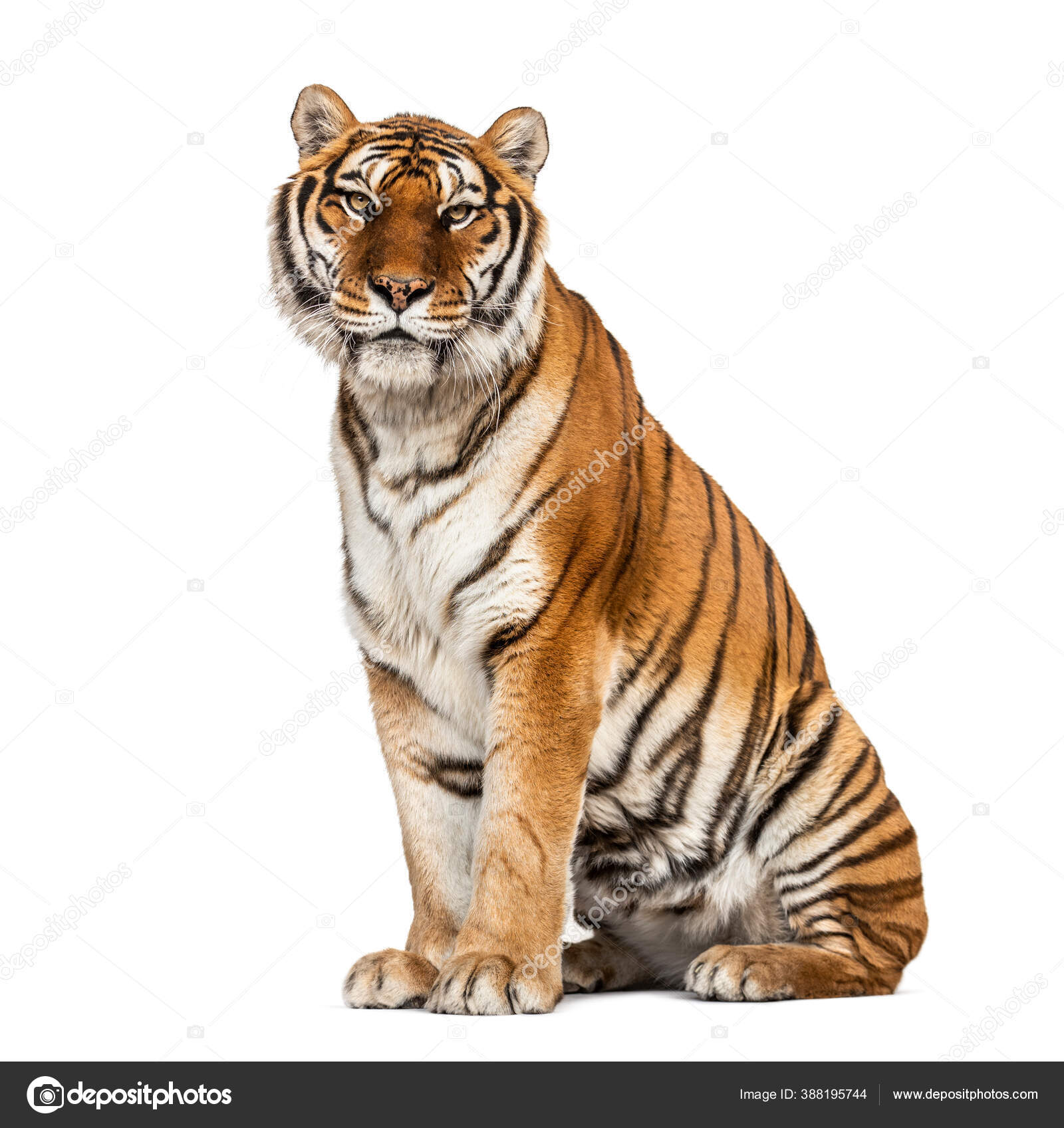 Tiger Sitting Proudly Isolated White — Stock Photo © lifeonwhite #388195744